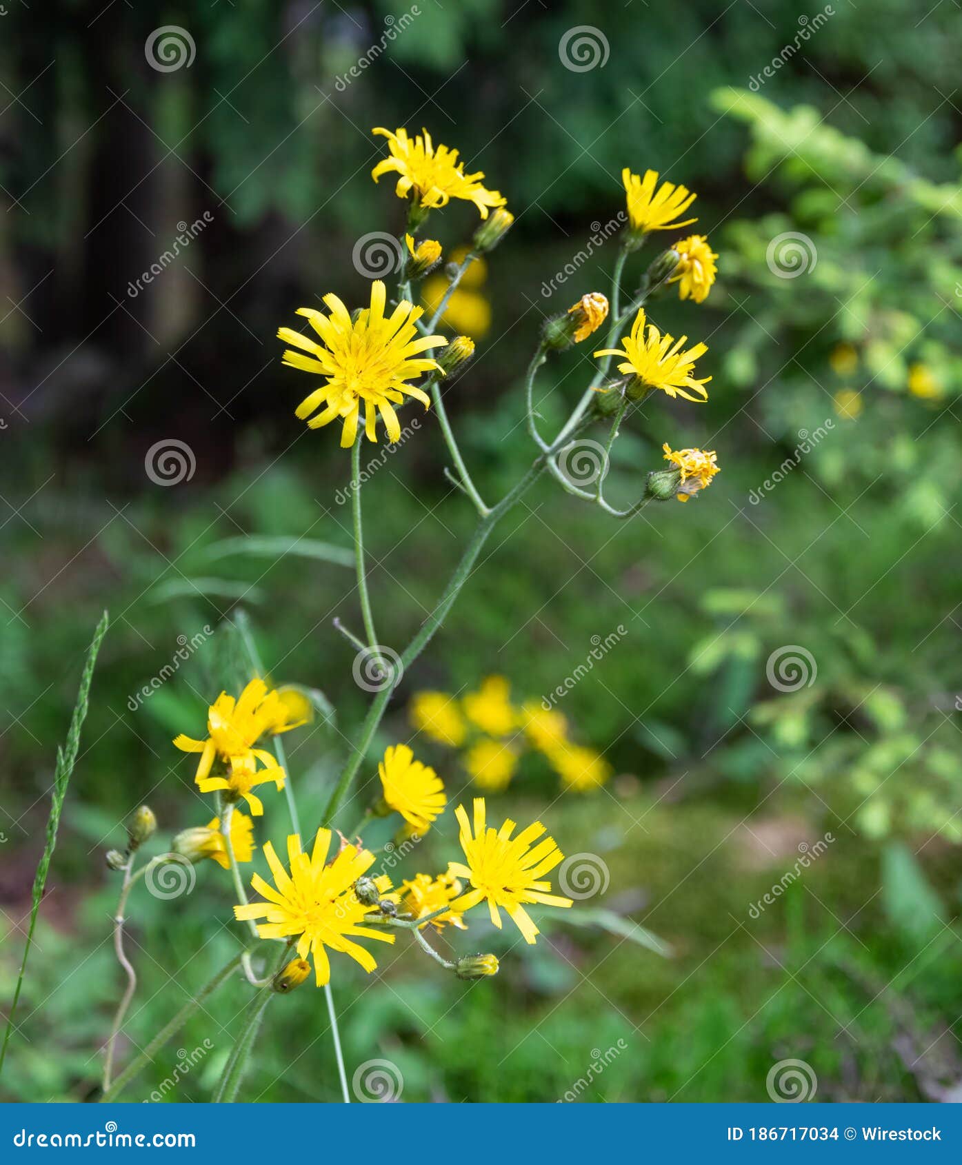 Selective Focus Shot of Stinking Willie Flowers Growing in the Field ...