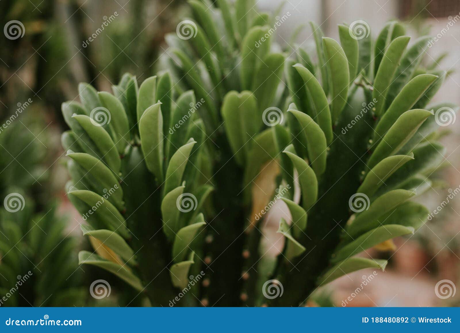 Selective Focus Shot of a Succulent Plant with a Long Stem and Big ...