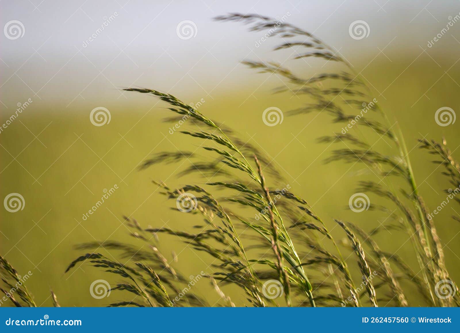 Selective Focus Shot of Tall Fescue Grass Waving in the Wind Stock ...