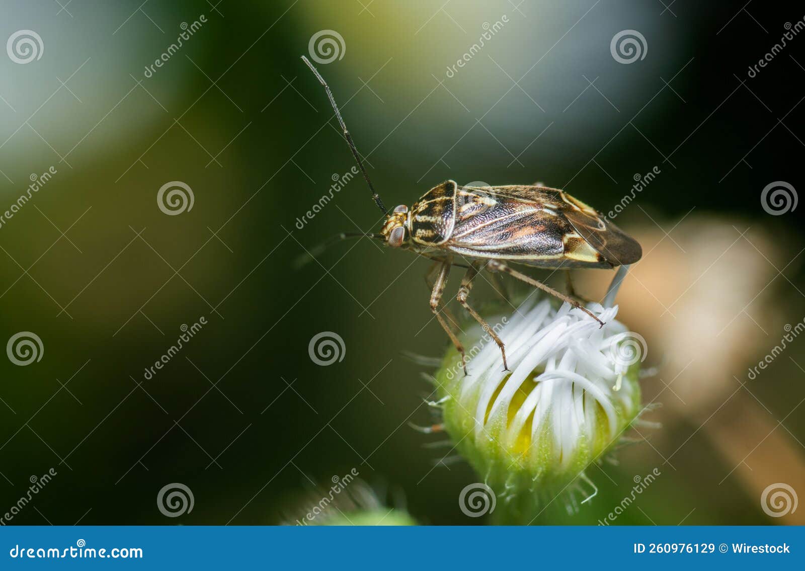Selective Focus Shot of a Tarnished Plant Bug Stock Image - Image of ...