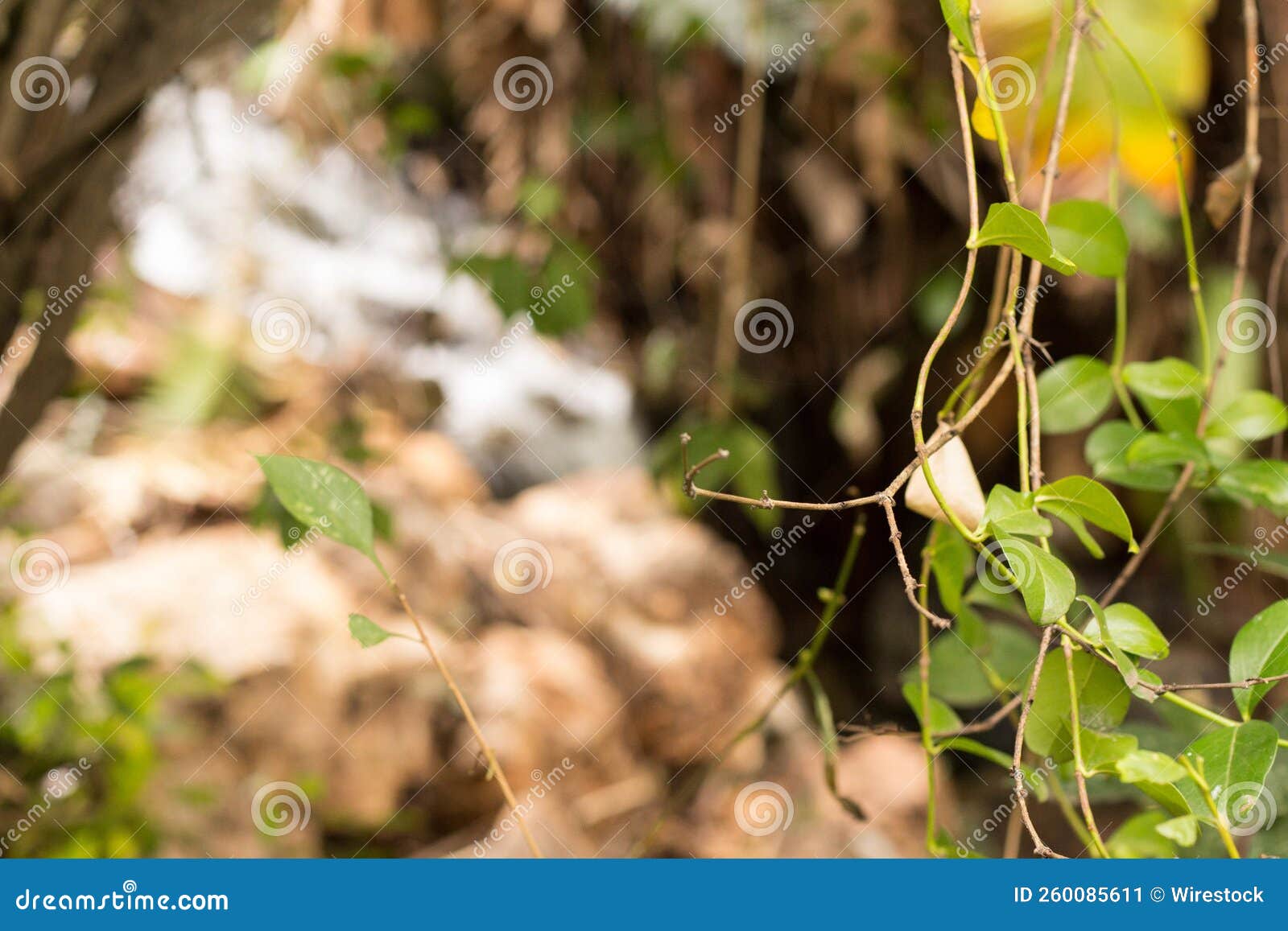 Selective Focus Shot of Thin Vines Stock Image - Image of summer, tree ...
