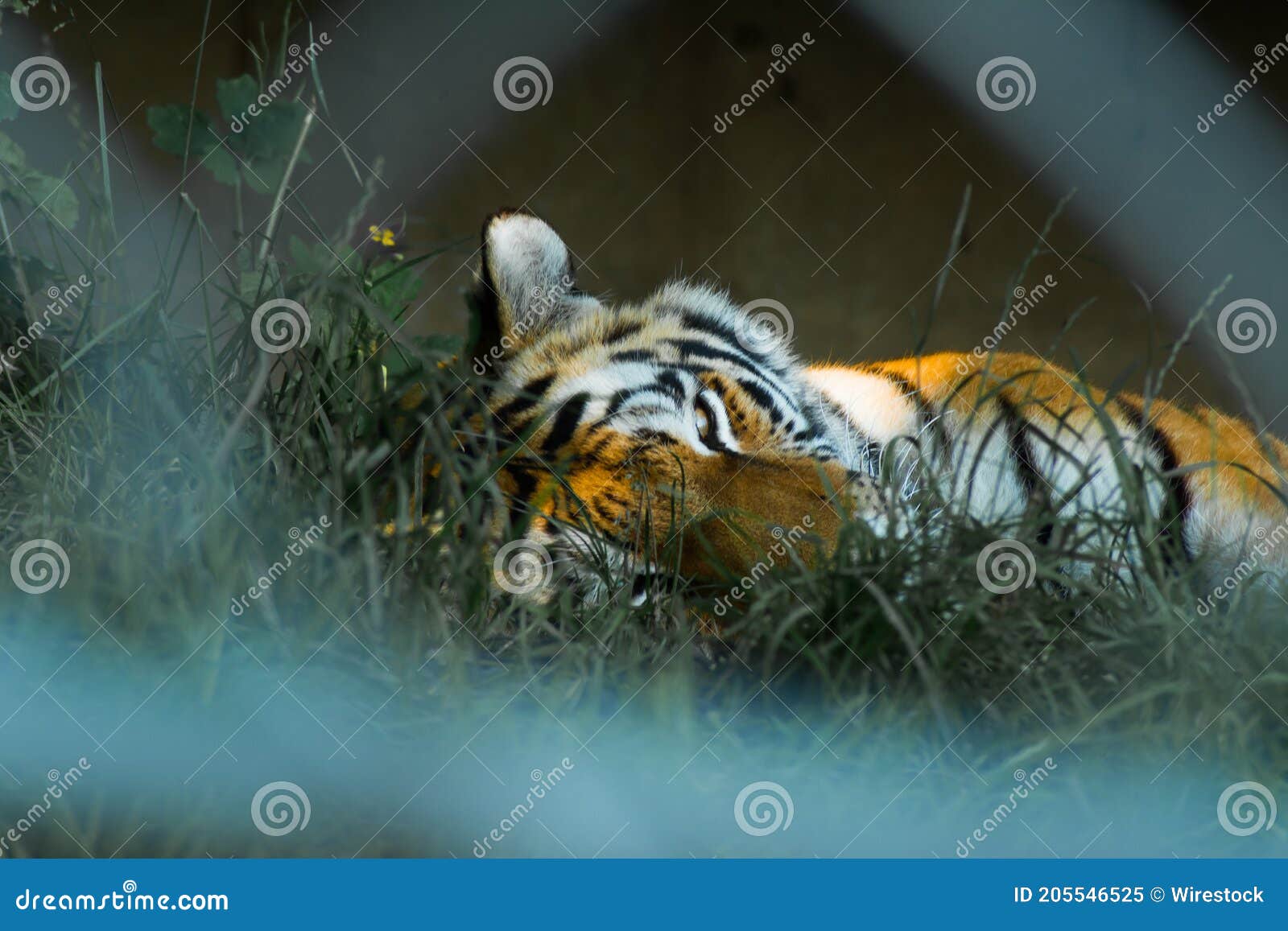 Selective Focus Shot of a Tiger Behind the Grass Stock Image - Image of ...