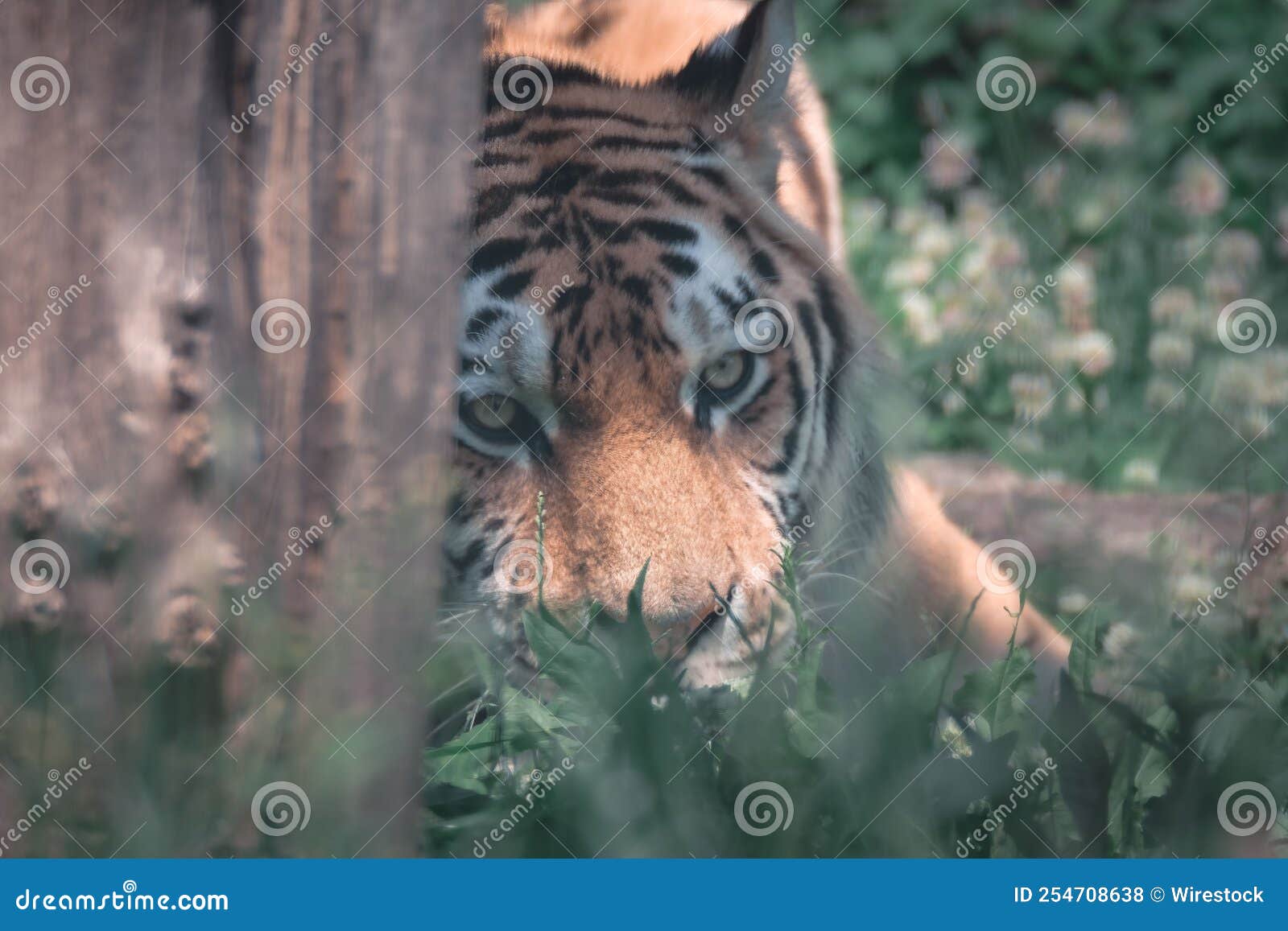 Selective Focus Shot of a Tiger in Its Natural Habitat Stock Photo ...