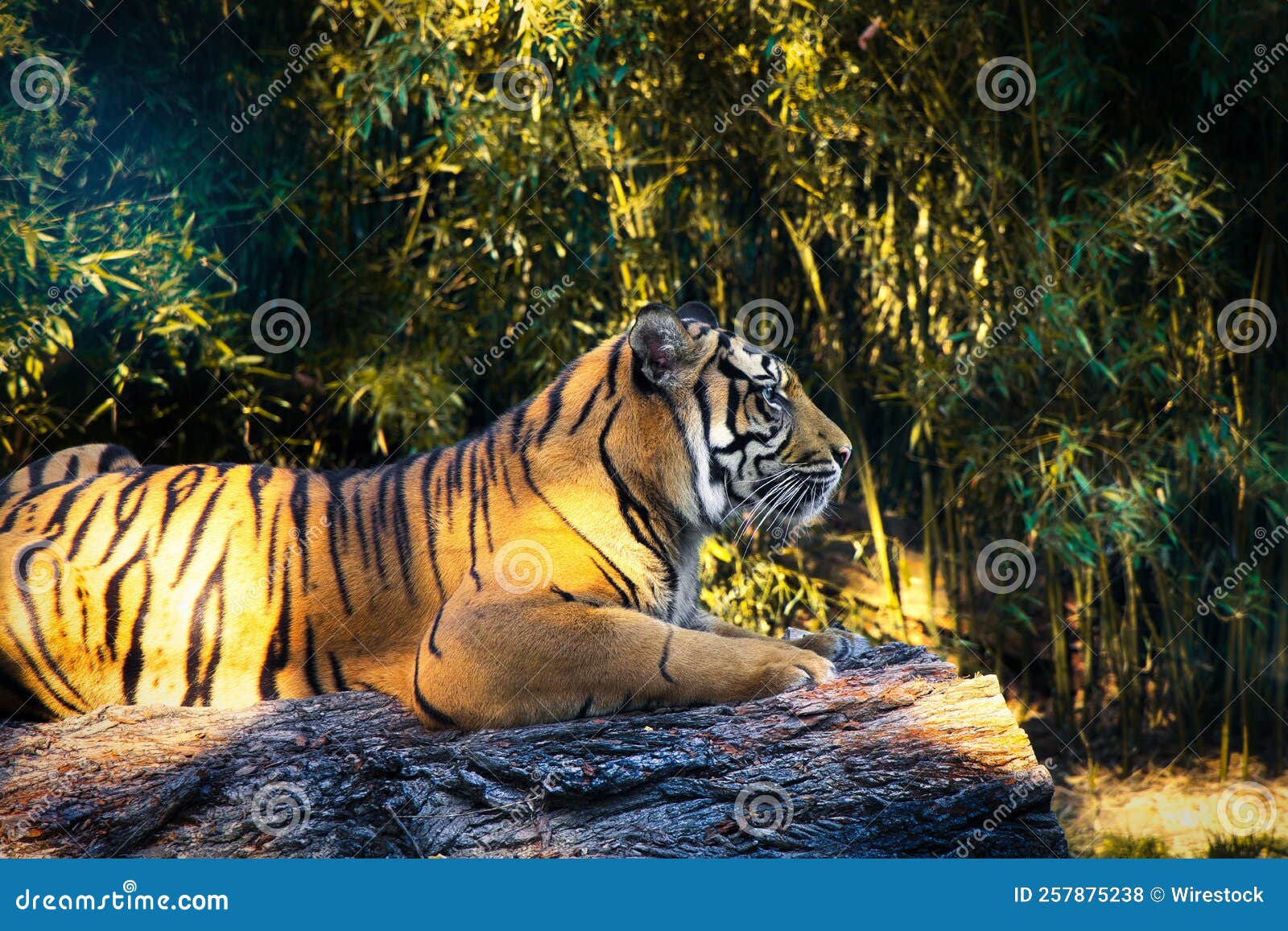 Selective Focus Shot of Tiger at the Zoo Stock Photo - Image of tiger ...