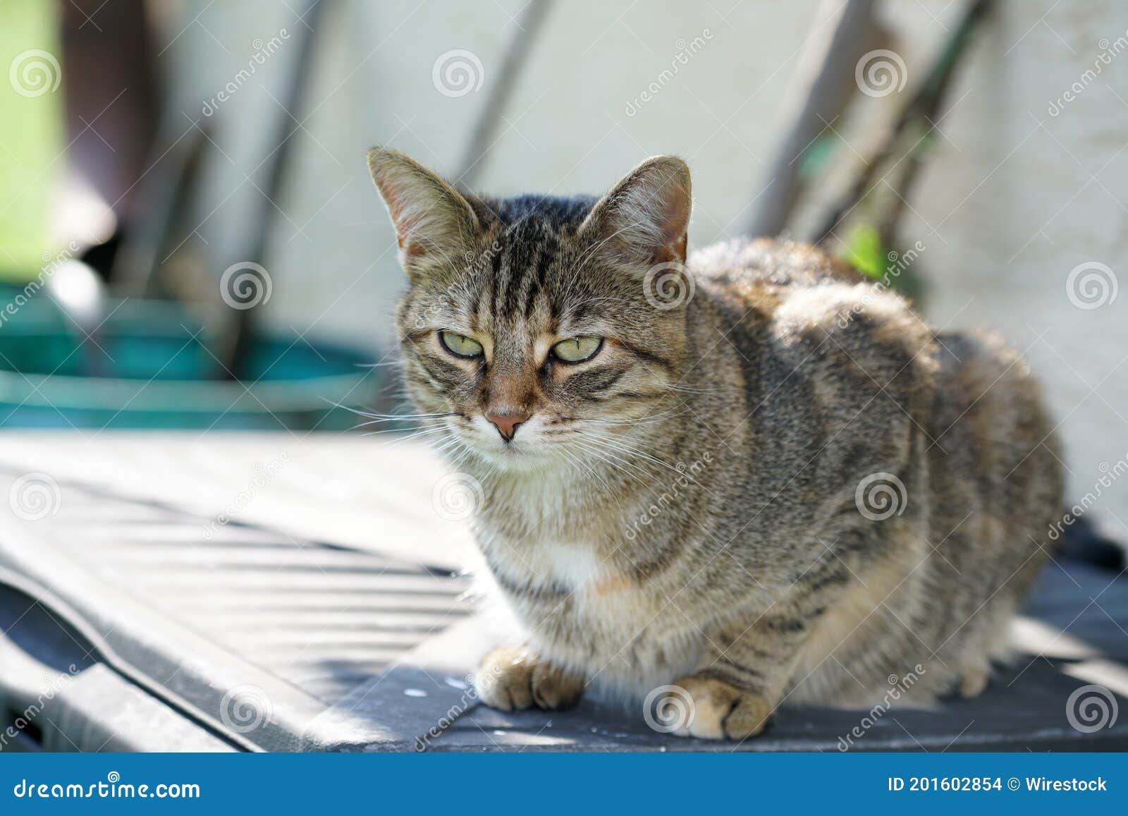 Selective Focus Shot of a Tiny Angry Cat Sitting Outside on a Sunny Day ...