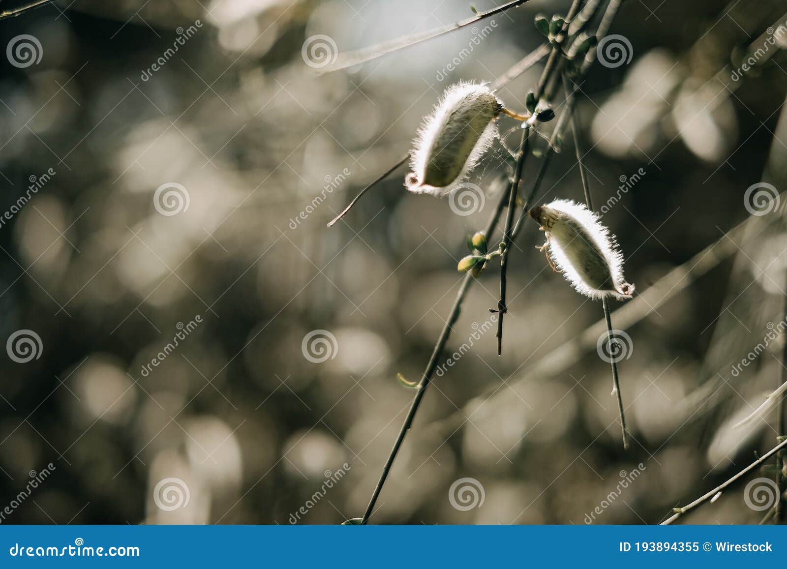 Selective Focus Shot of a Tree Branch with Bokeh Lights on the ...