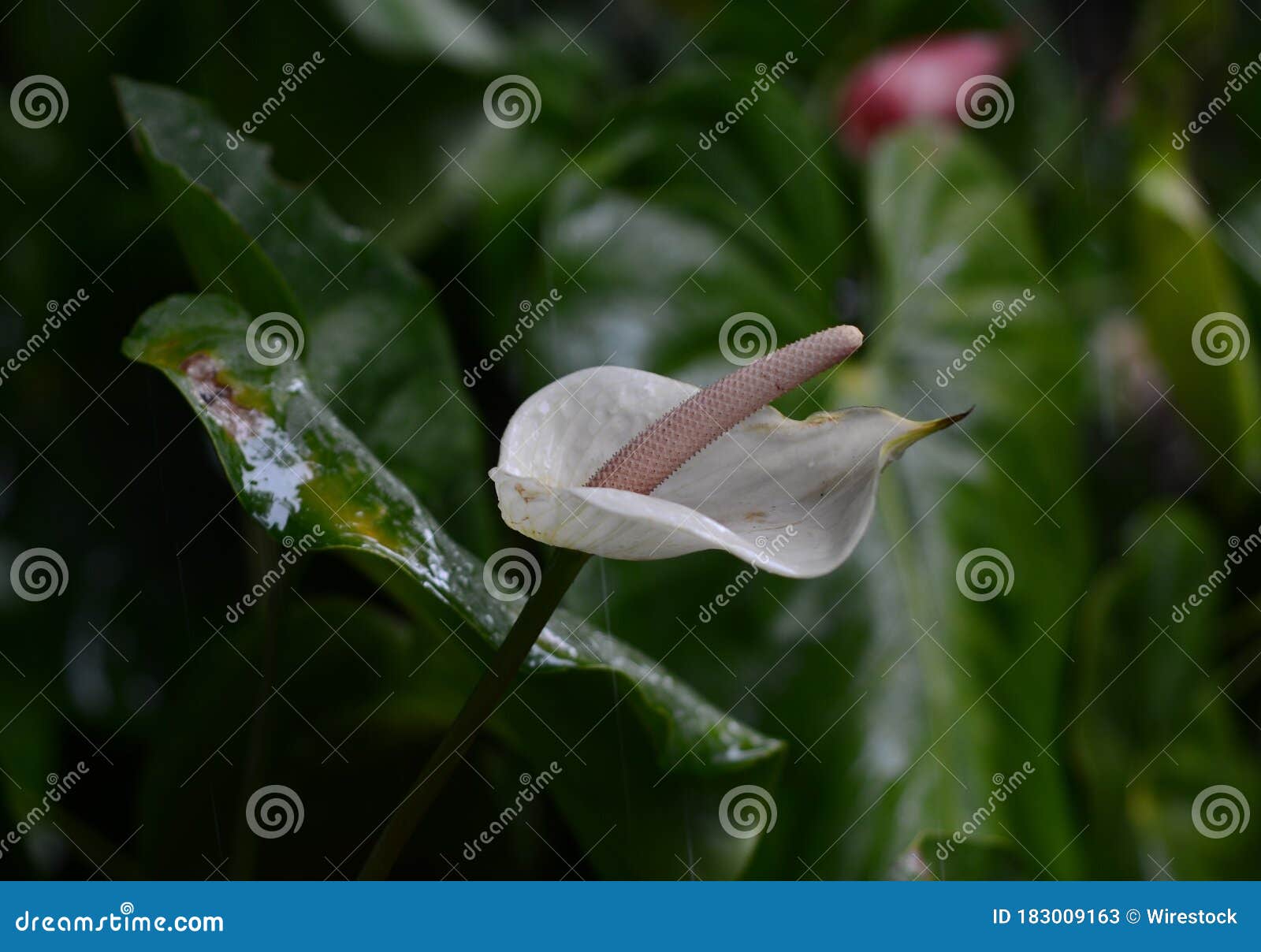 Selective Focus Shot of Tropical Kala Head on Green Plant Background ...