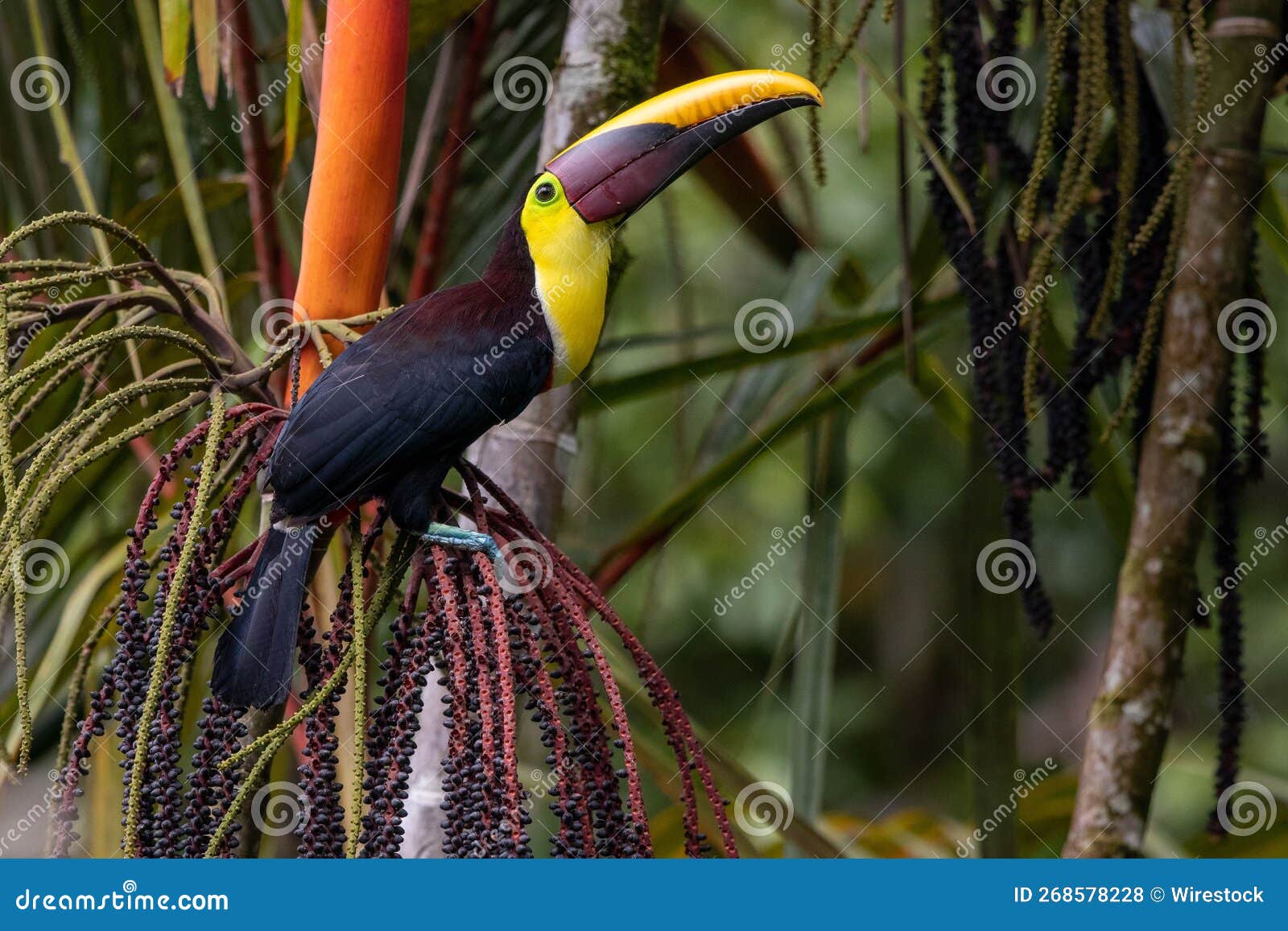 Selective Focus Shot of a Tropical Toucan Bird Perched on a Branch ...