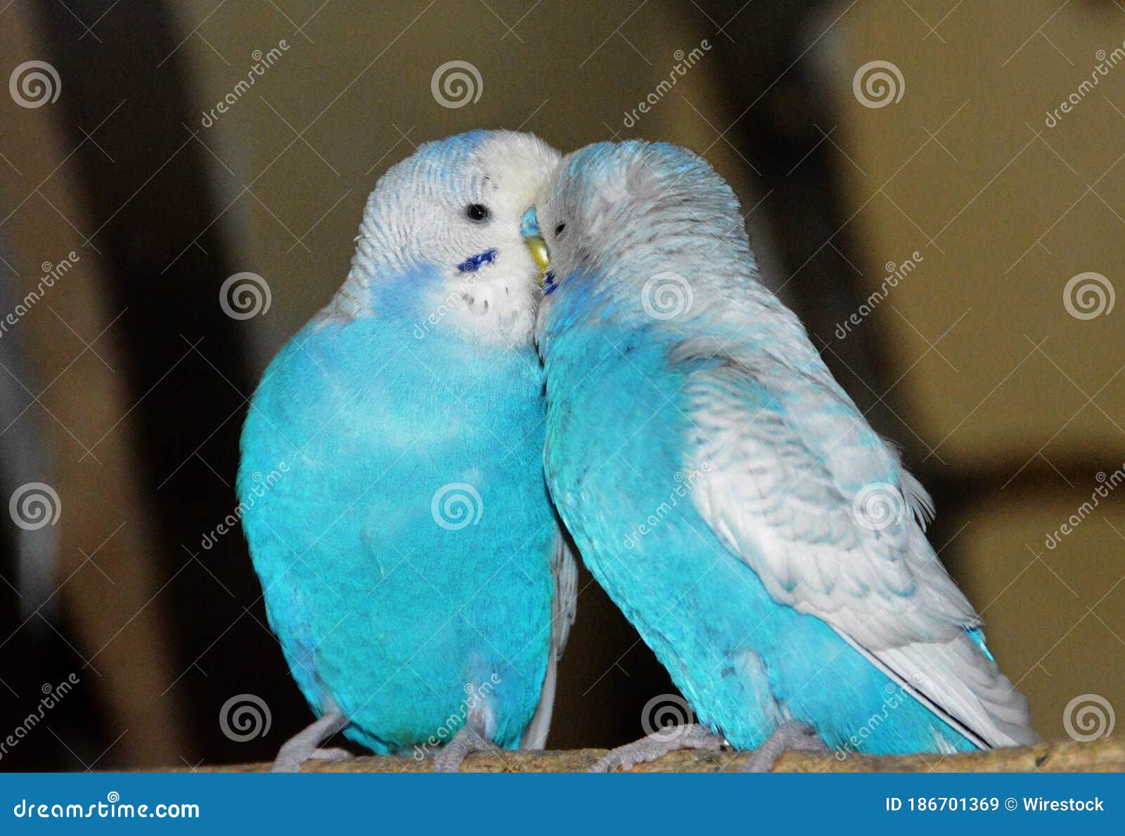 Selective Focus Shot of Two Blue Parakeets Kissing Stock Image - Image of focus, sitting: 186701369