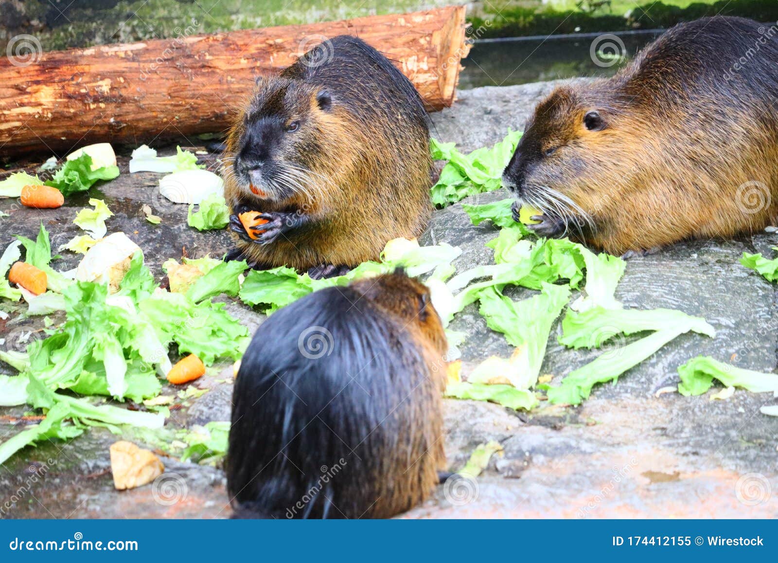 Selective Focus Shot of Two Capybara Eating Stock Image - Image of ...