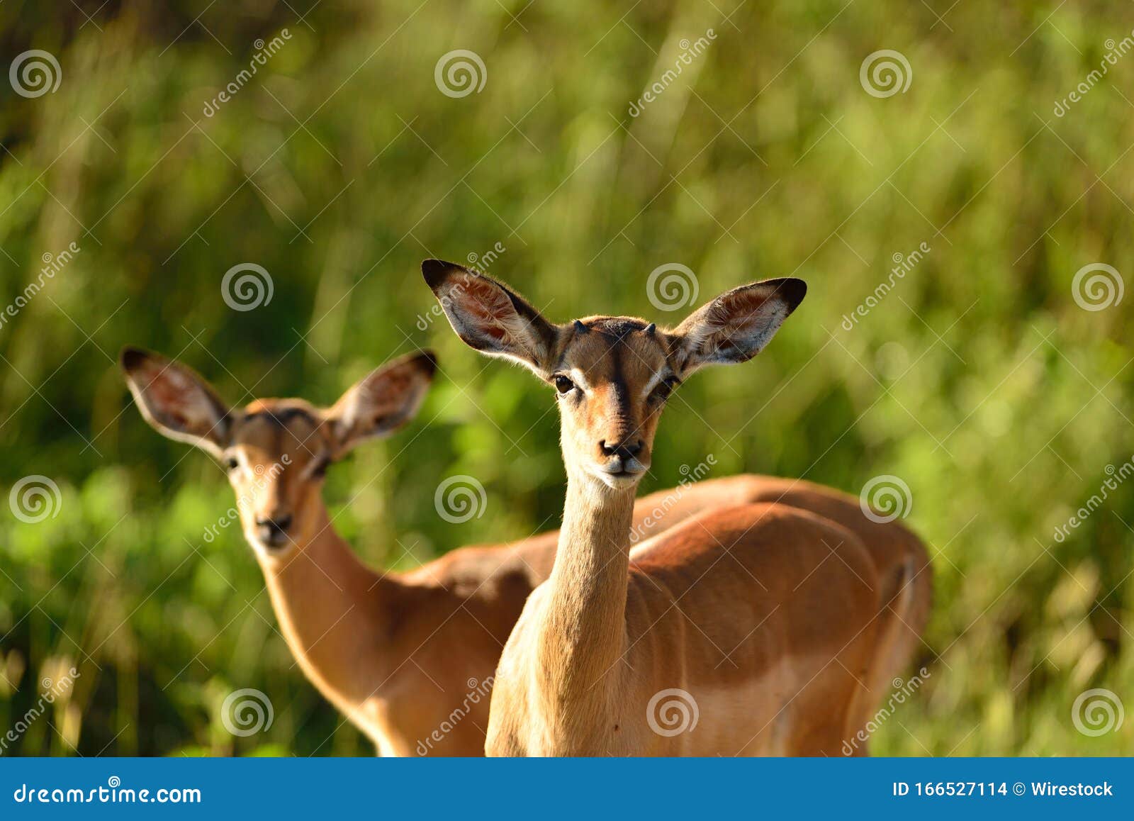 Selective Focus Shot of Two Cute Deer in the Middle of the African ...