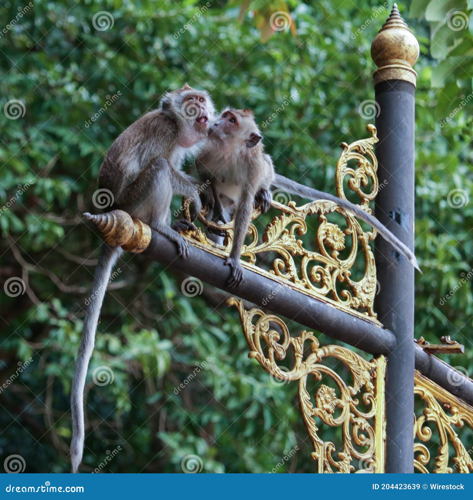 Selective Focus Shot of Two Funny Monkeys Loving Each Oth Stock Image ...