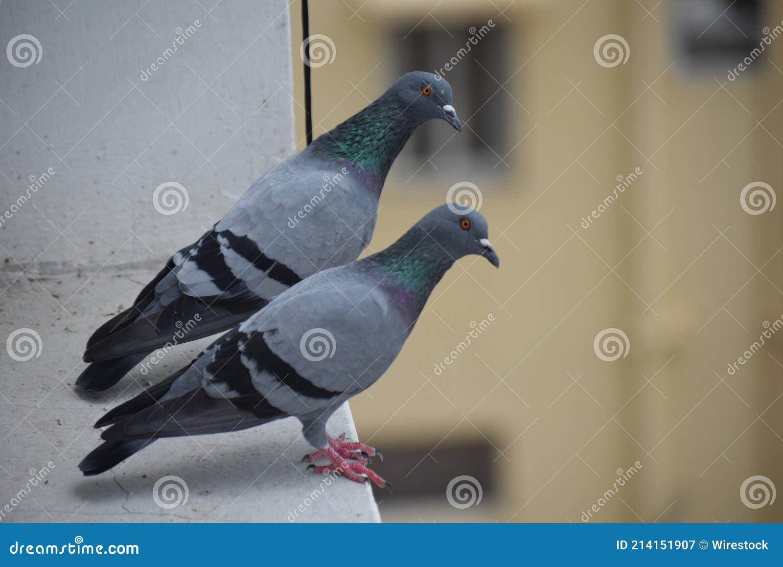 Selective Focus Shot of Two Pigeons from Side Profile Sitting on a ...
