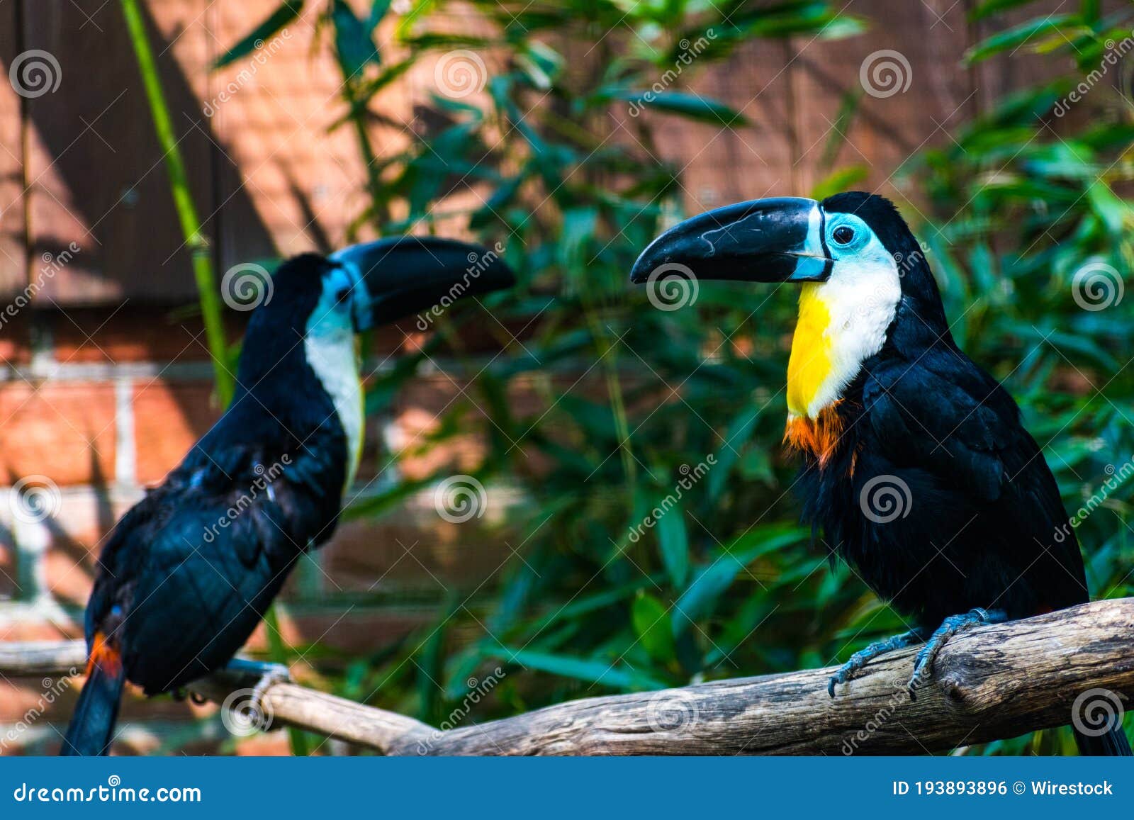 Two Toucans Sit On A Branch In The Zoo Stock Image | CartoonDealer.com ...