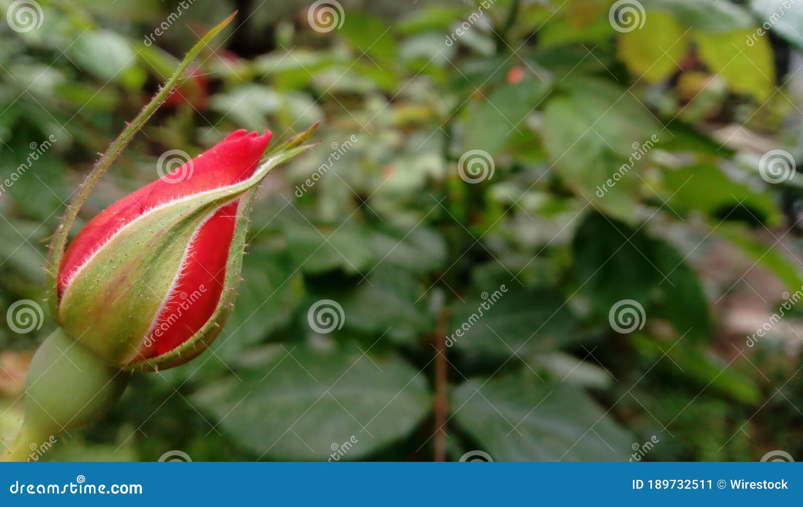 Selective Focus Shot of an Unbloomed Red Rose on Blurred Background ...