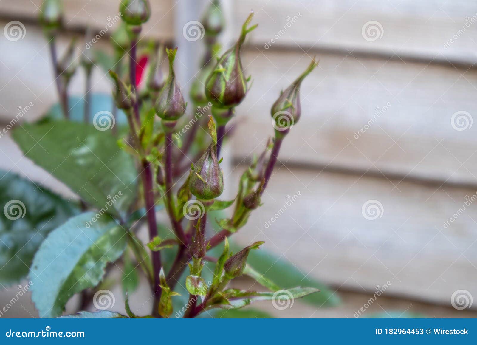 Selective Focus Shot of Unbloomed Red Rose Buds Stock Image - Image of ...