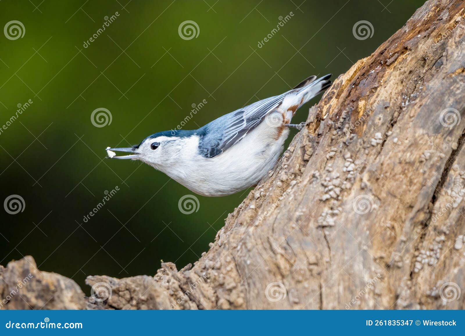 Selective Focus Shot of a White-breasted Nuthatch Sitting on a Tree ...