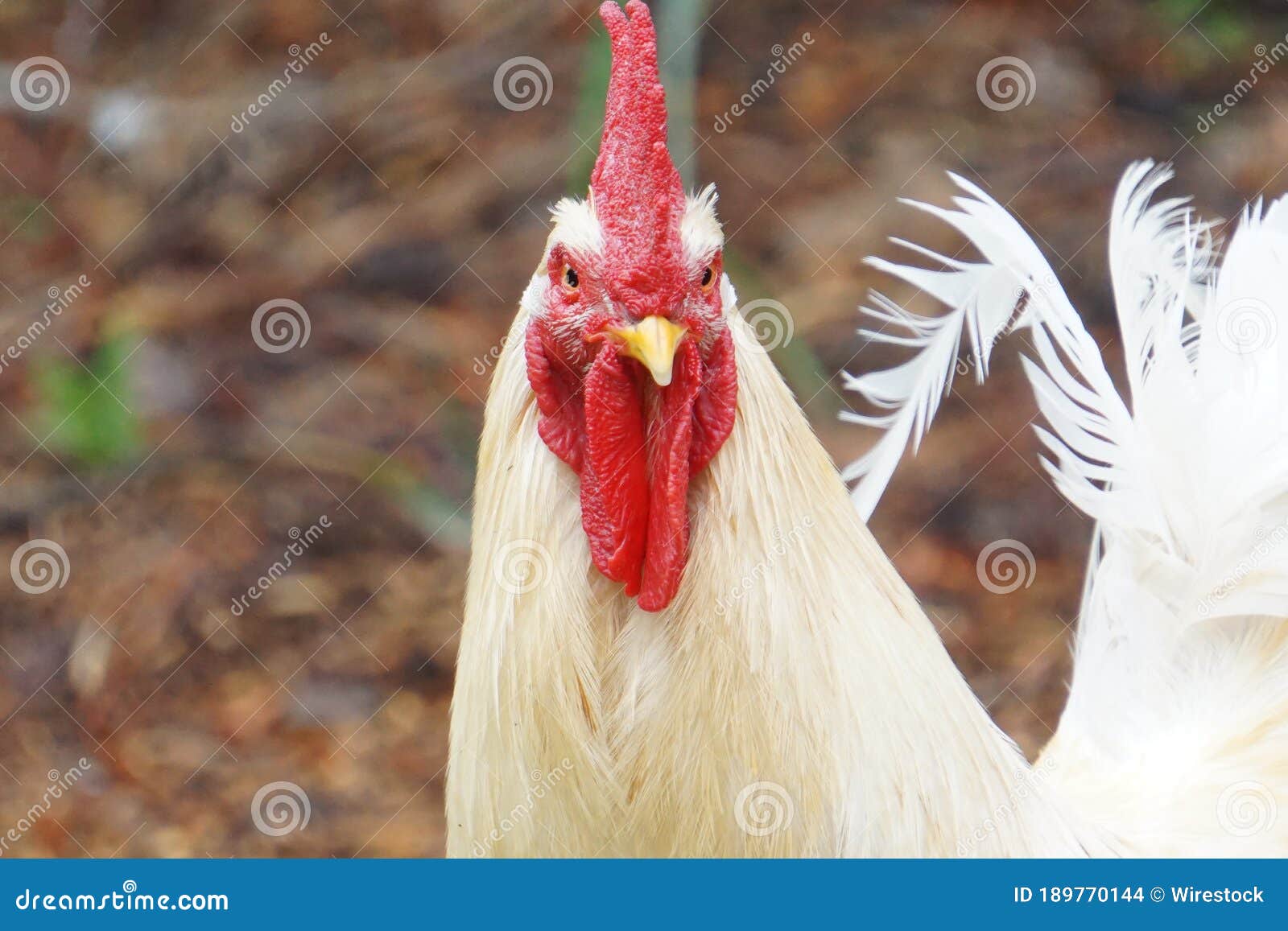 Selective Focus Shot of a White Rooster with Big Red Comb and Wattle ...