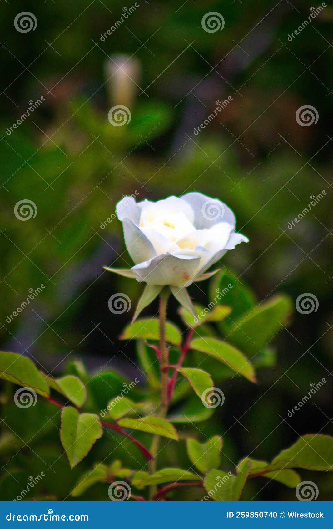 Selective Focus Shot of White Rose in the Garden Stock Photo - Image of ...