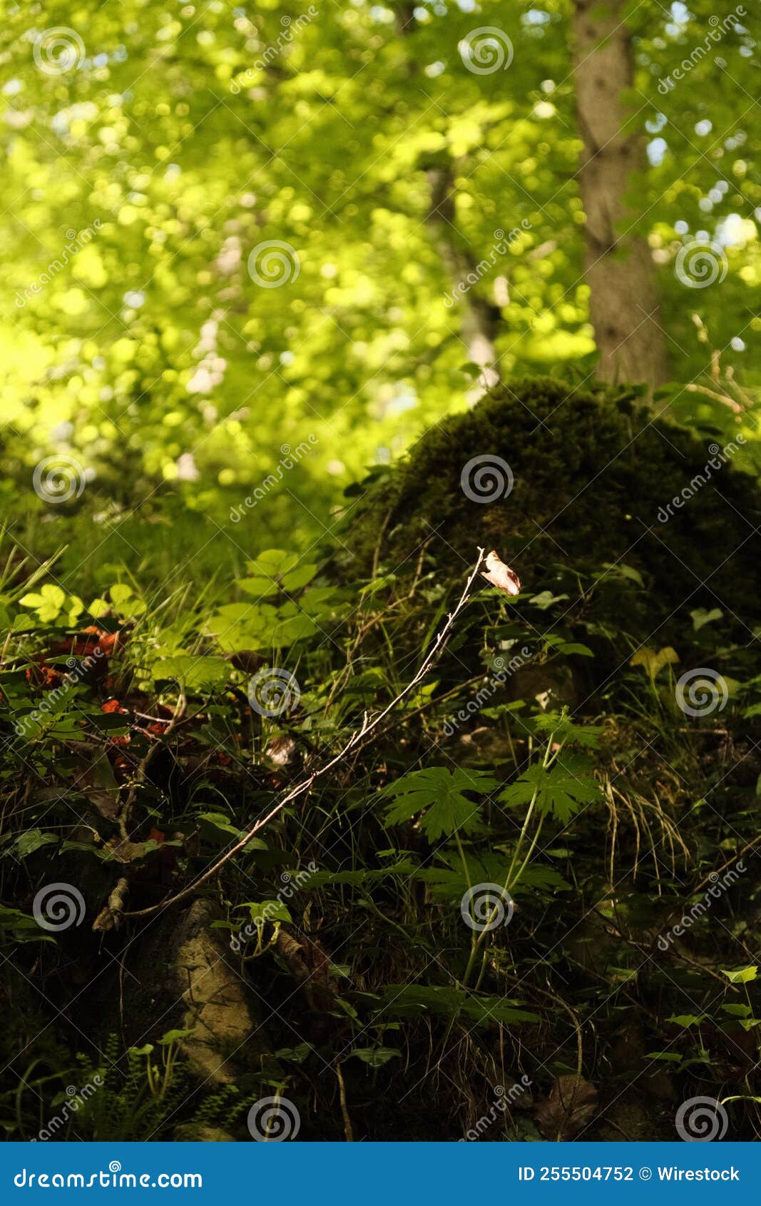 Selective Focus Shot of Wild Vegetation on a Forest Ground Stock Photo ...