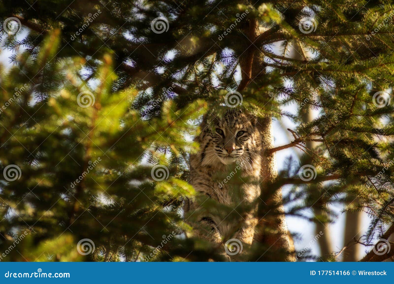 Selective Focus Shot of a Wildcat on a Tree Branch Stock Photo - Image ...
