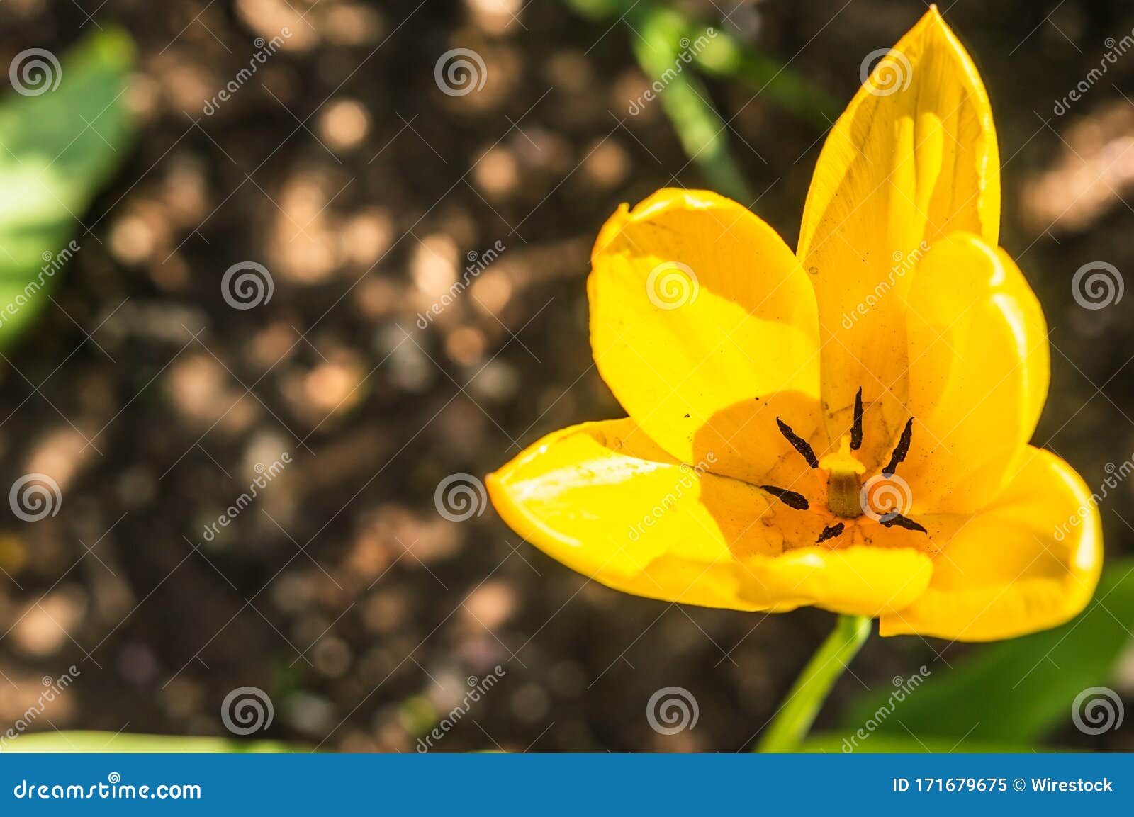 Selective Focus Shot of a Yellow Snowdrop Flower with a Blurred ...