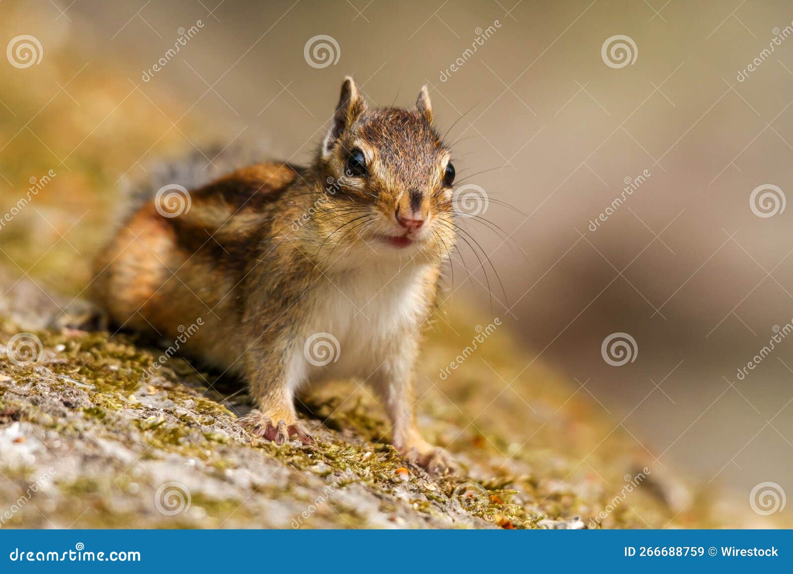 Selective Focus of a Siberian Chipmunk on Wood Under the Sunlight with ...