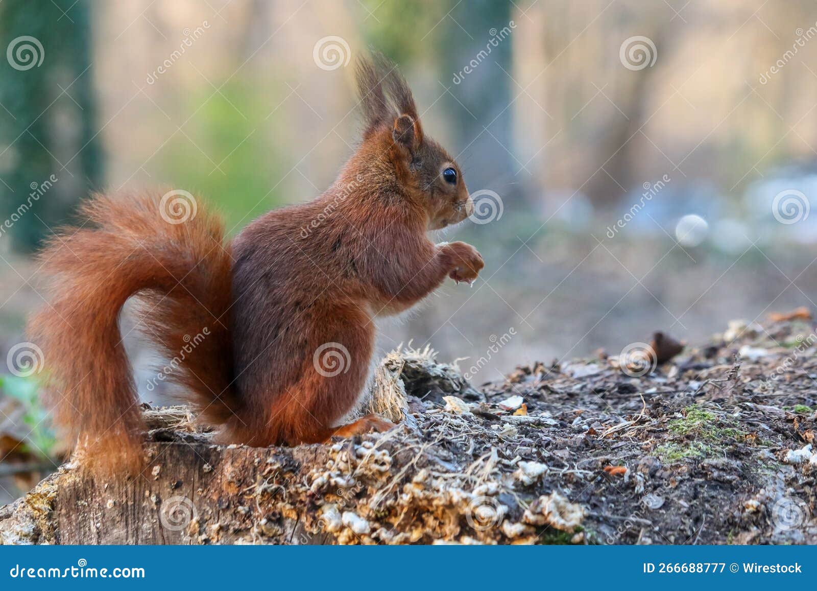 Selective Focus of a Siberian Chipmunk on Wood Under the Sunlight with ...