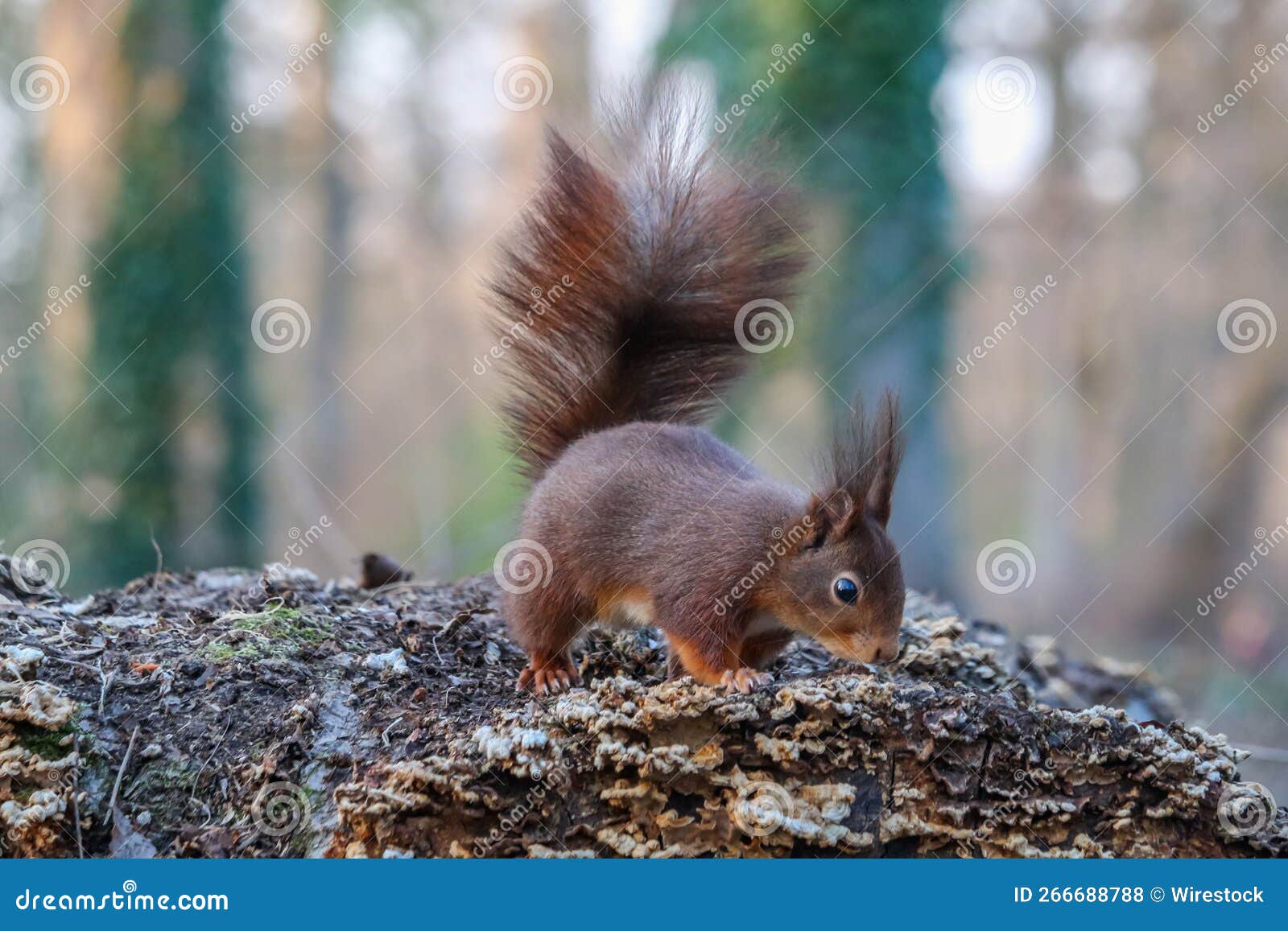 Selective Focus of a Siberian Chipmunk on Wood Under the Sunlight with ...
