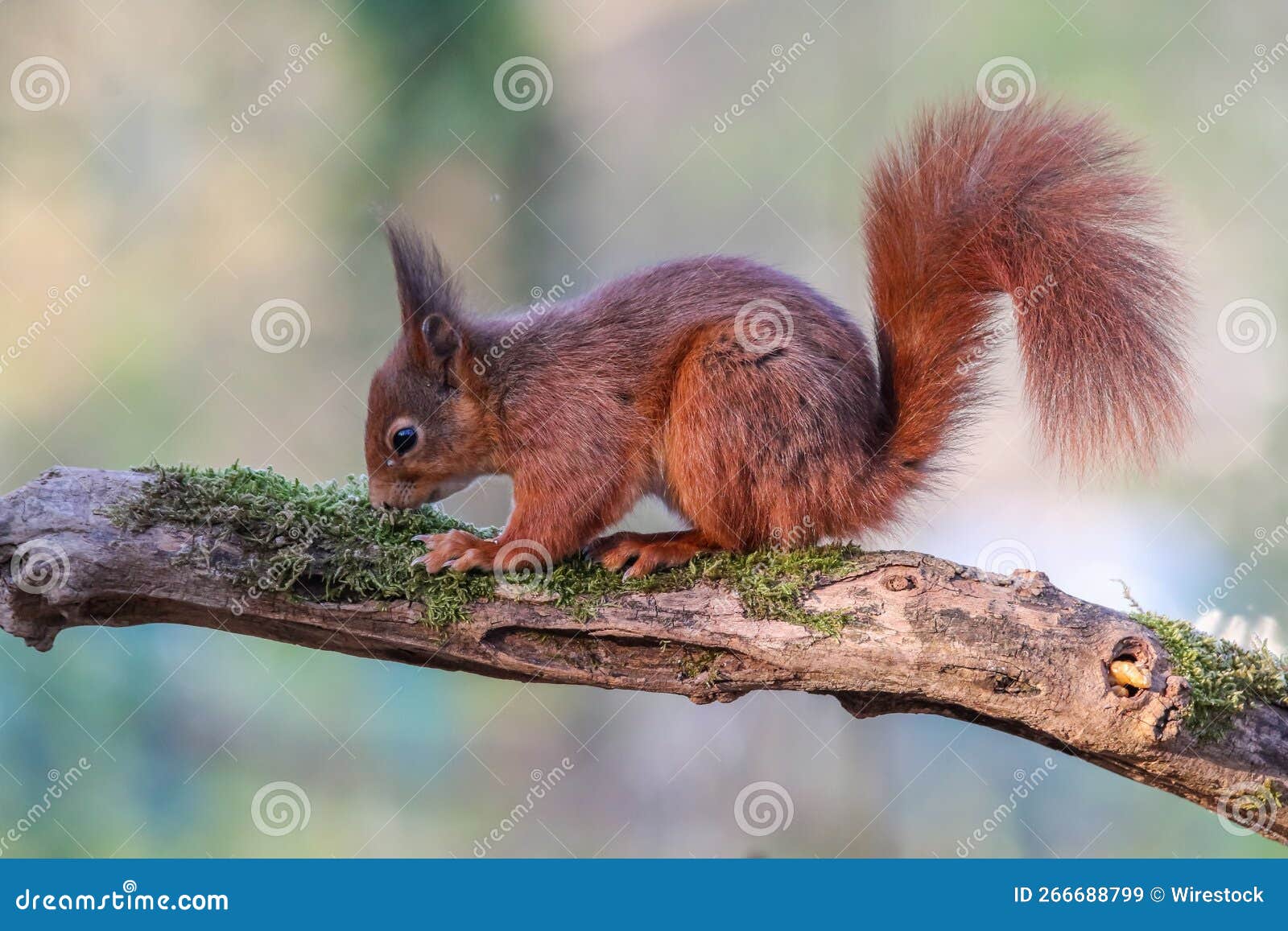 Selective Focus of a Siberian Chipmunk on Wood Under the Sunlight with ...