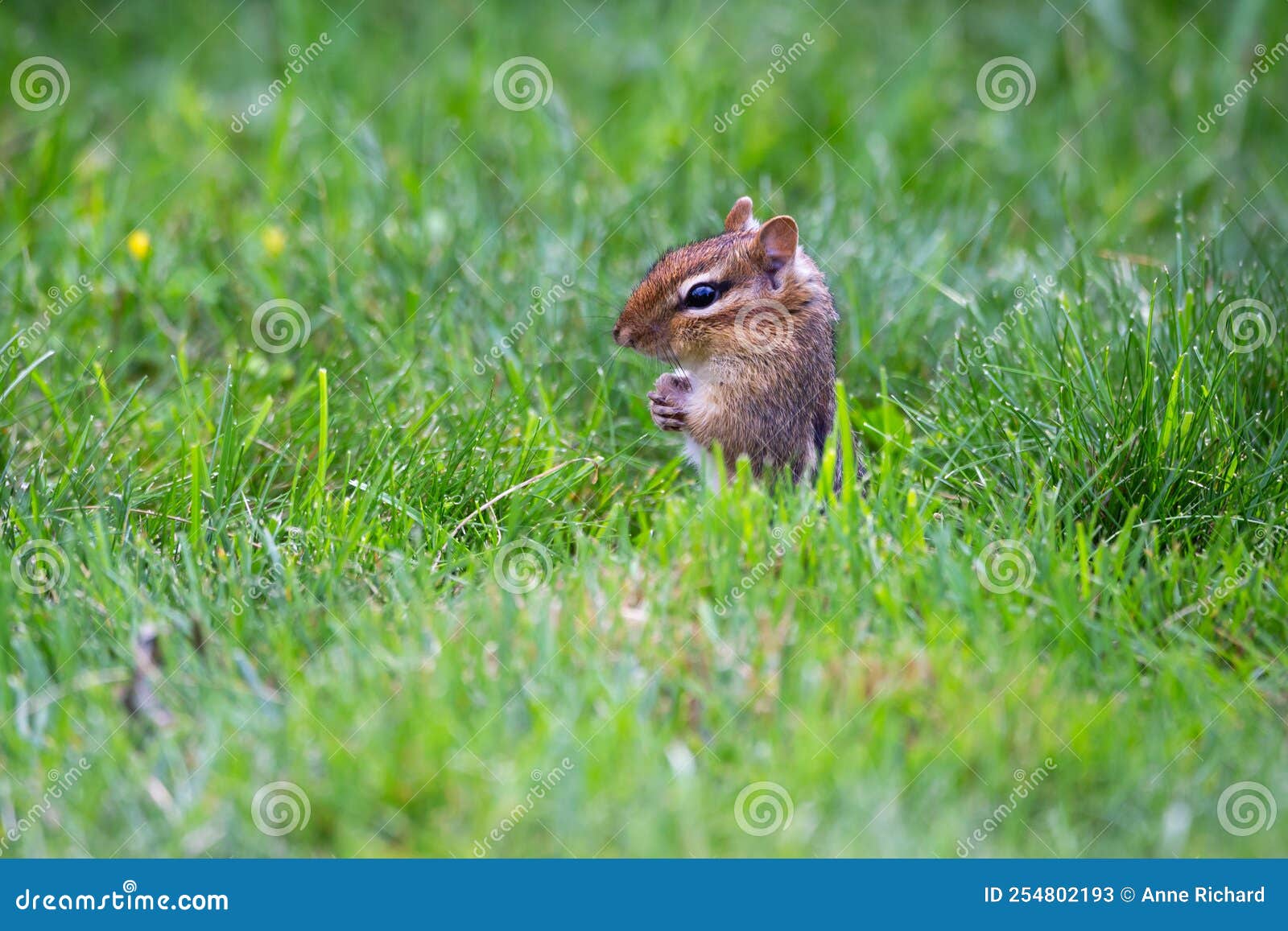 Selective Focus Side View of Adorable Eastern Chipmunk Sitting in Lawn ...