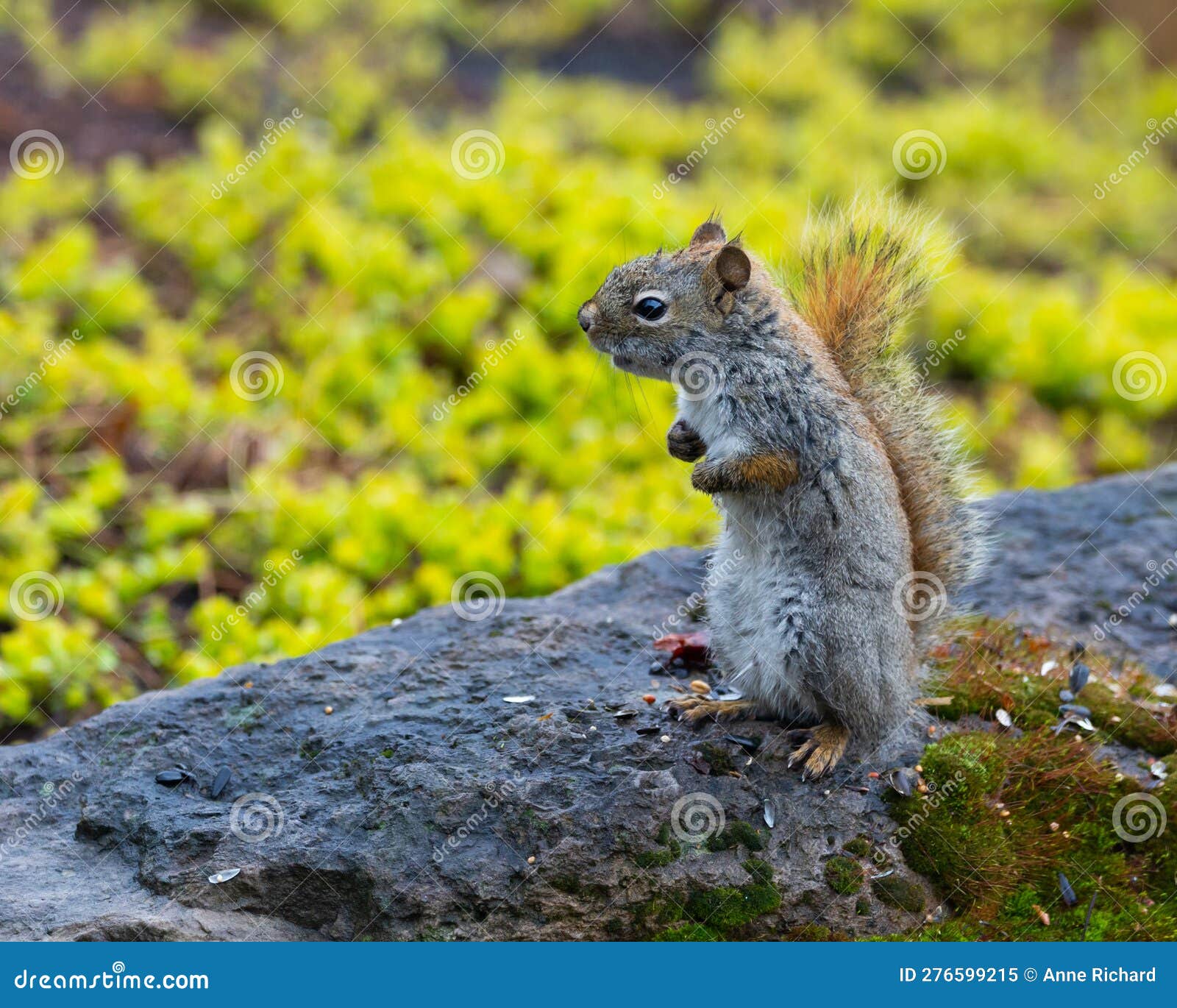Selective Focus Side View of Tiny American Red Squirrel Perched on Rock ...