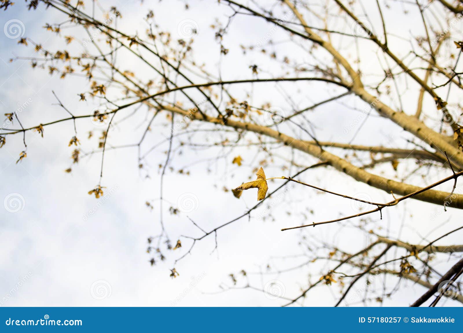 Selective Focus of Single Leaf on Bare Tree Stock Image - Image of ...