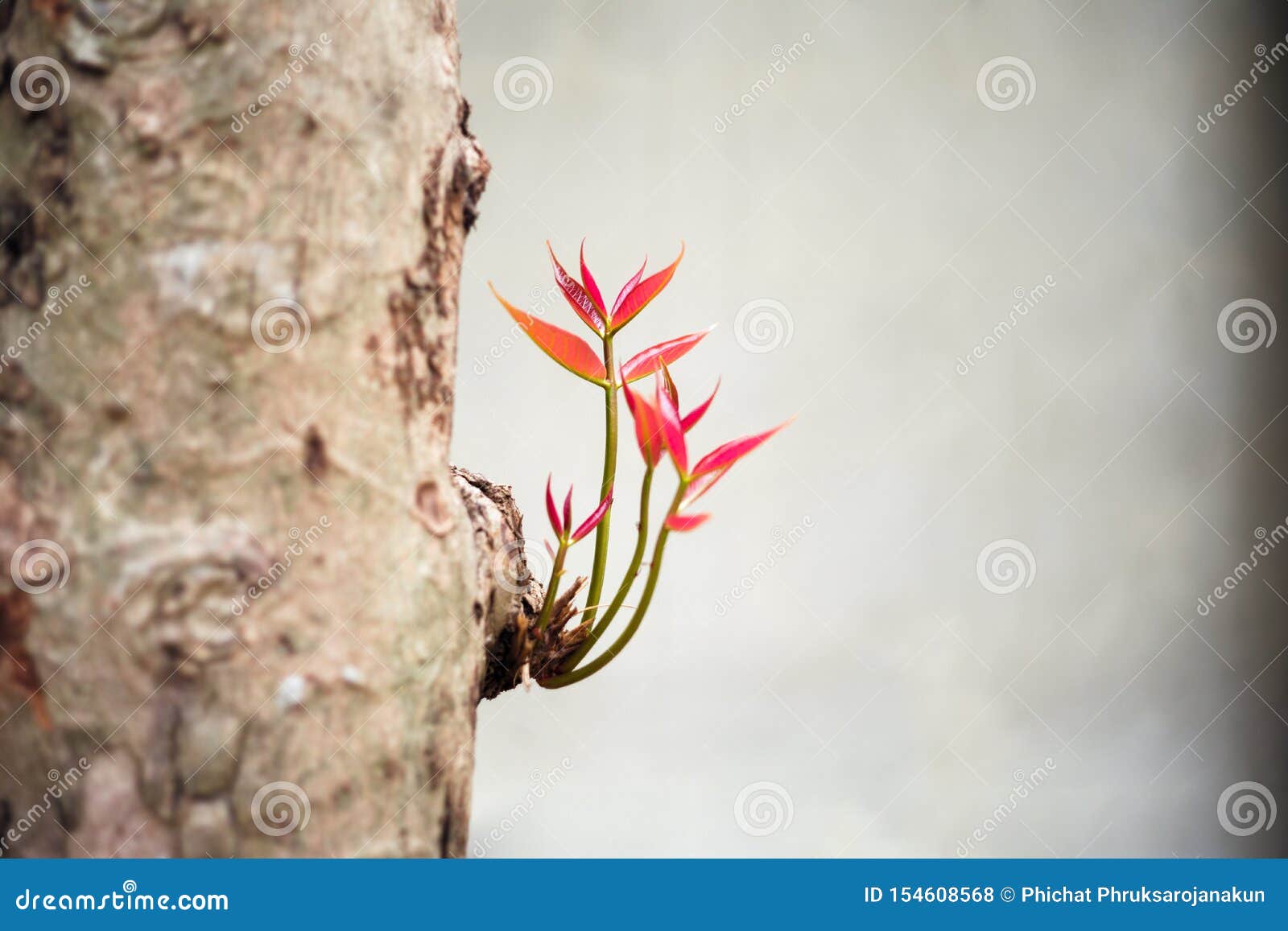 Selective Focus on the Small Branches and Leaves Grow Up from Body of ...