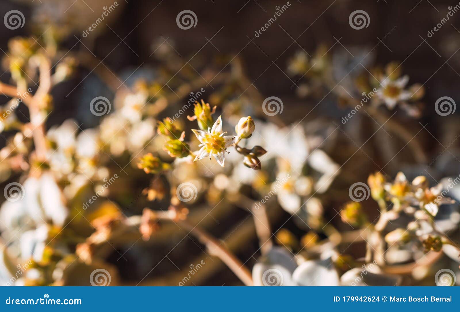 Selective Focus on a Small Open White Flower Emerging from the Branches ...