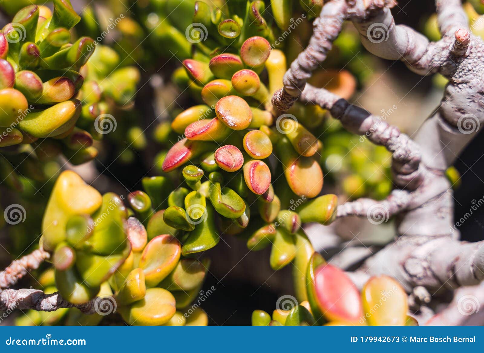Selective Focus on Small Tubercles Emerging from a Cactus Stock Image ...