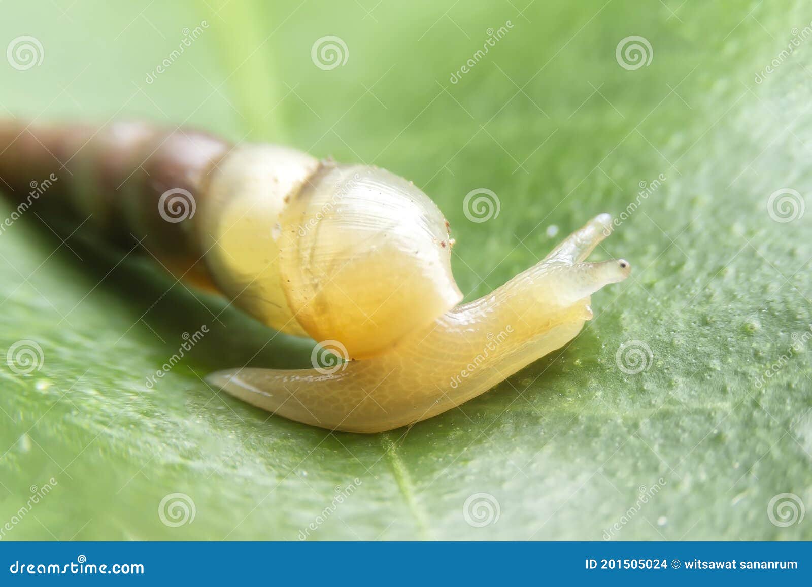 Selective Focus of the Small Yellow Snails on Green Leaves. Close Up of ...