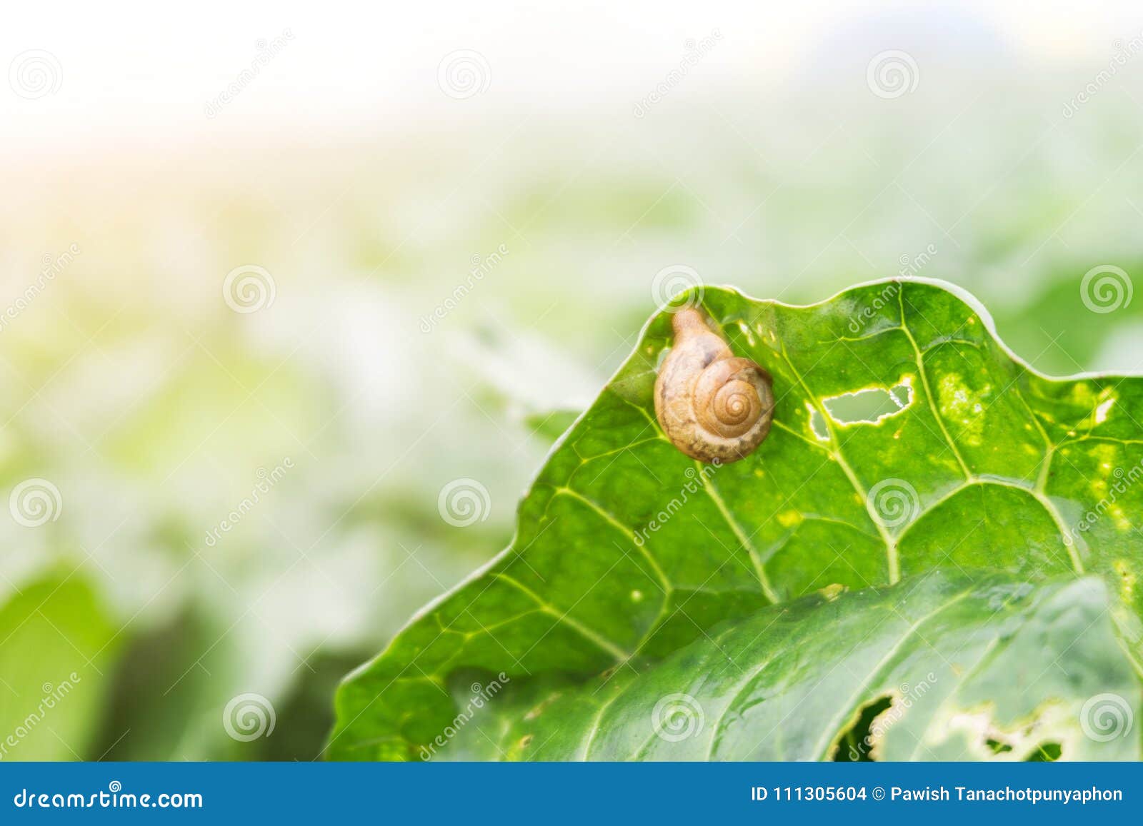 Selective Focus on Snail Eating Green Cabbage Leaf with Hole Stock ...