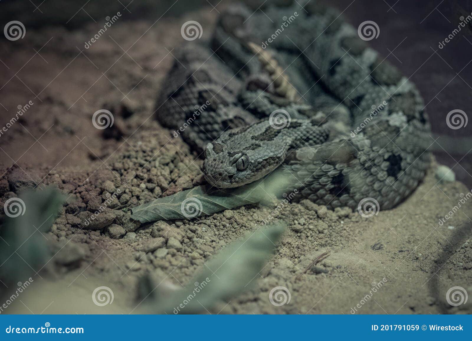 Selective Focus of a Snake Resting on the Ground Stock Image - Image of ...