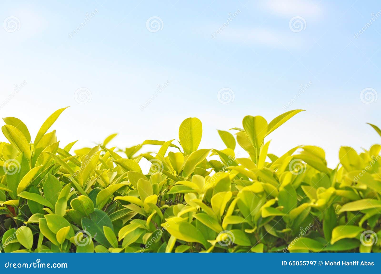 Selective Focus of Sprouting Leaves with Sky Background Stock Image ...