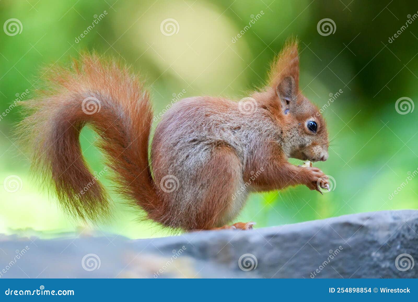 Selective Focus of a Squirrel Side View Standing on a Branch with ...