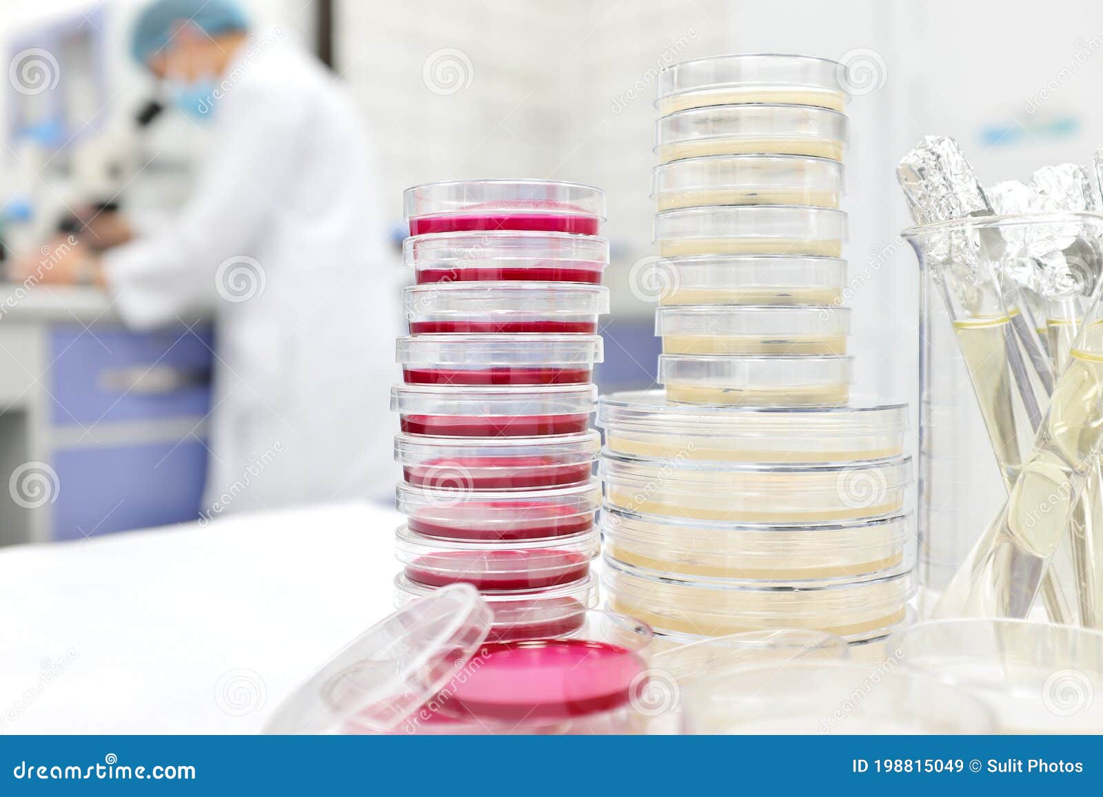 Selective Focus of Stack of Petri Dish with Agar and a Scientist ...