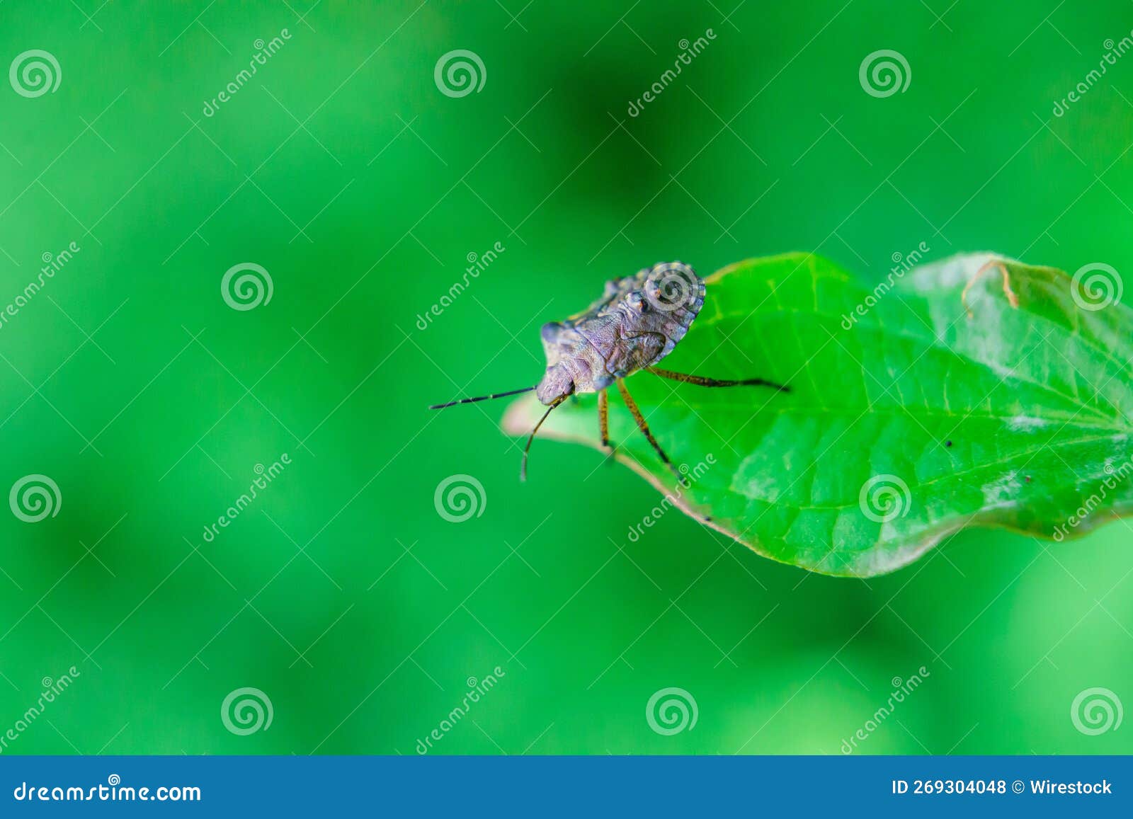 Selective Focus of Stink Bug on a Green Leaf with Blurred Background ...