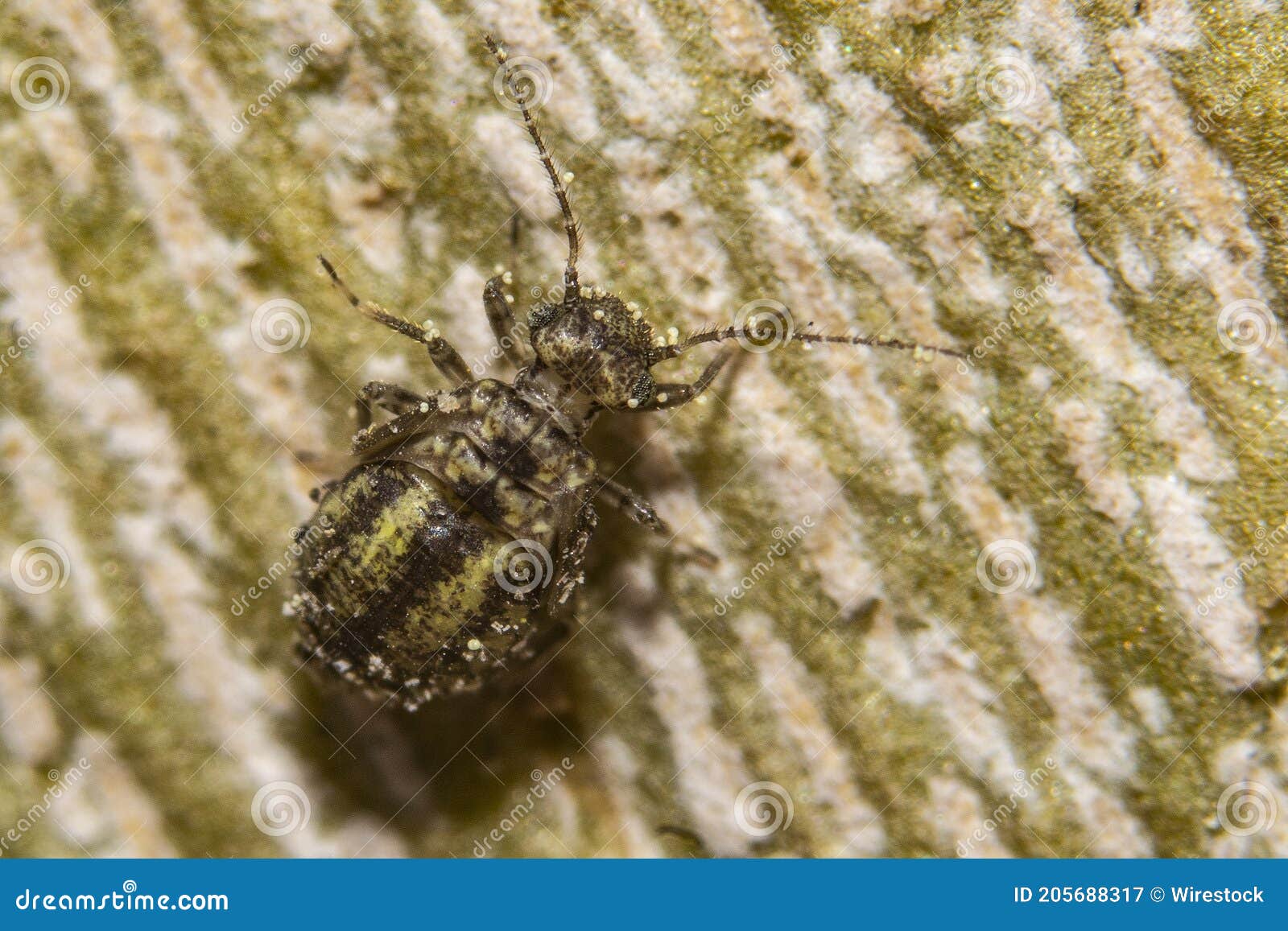 Selective Focus of Striped Bug on Blurred Surface Stock Image - Image ...