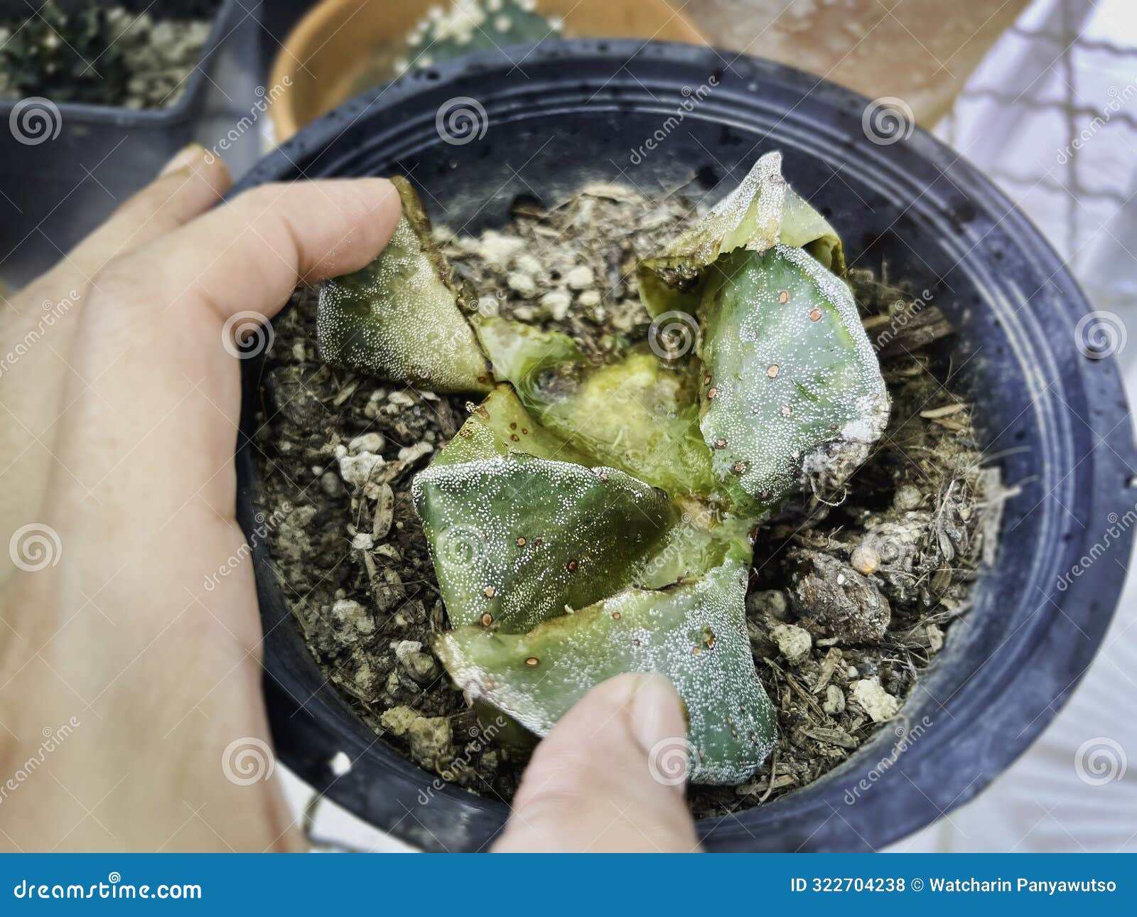Surface of Cactus Getting Rotten and Dead from Fungal and Bacteria ...