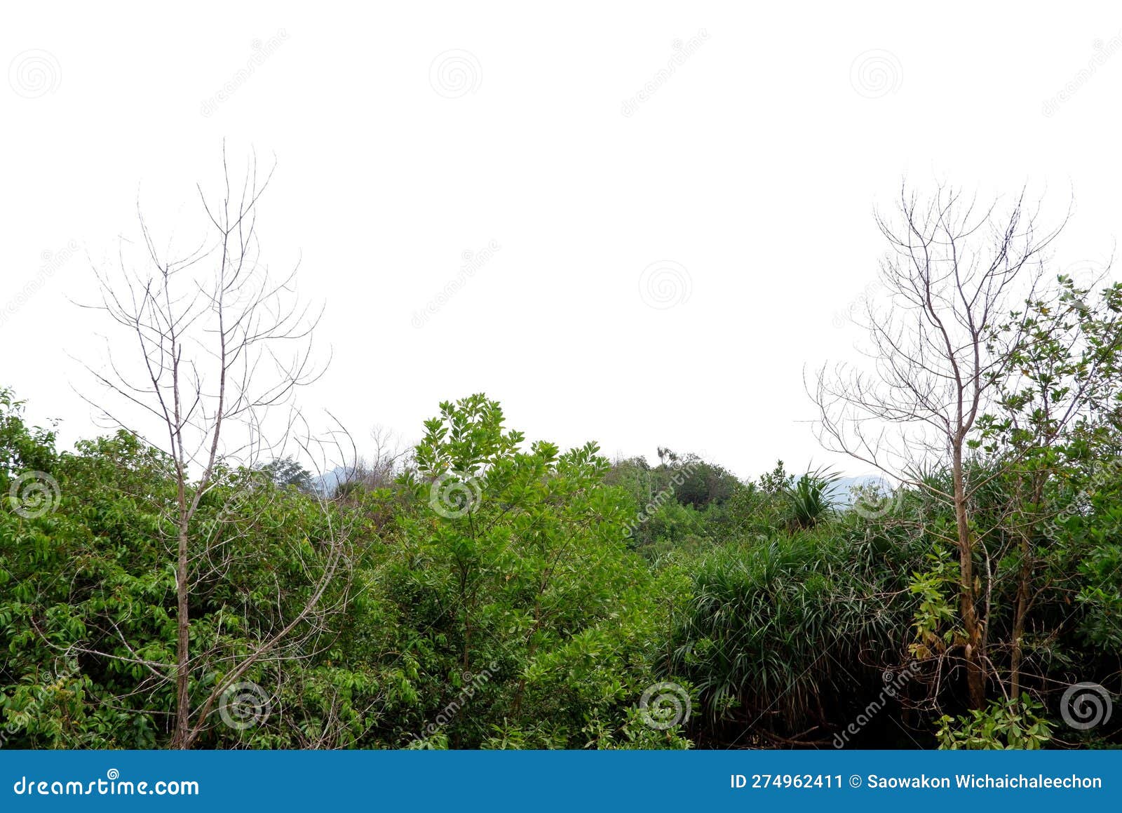 In Selective Focus Tall Trees Growing in a Forest on White Isolated ...