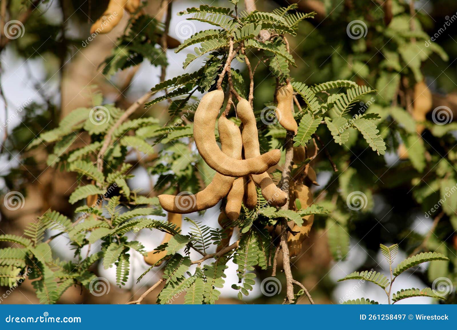 Tamarind Hanging On A Tamarind Tree. Stock Photo | CartoonDealer.com ...