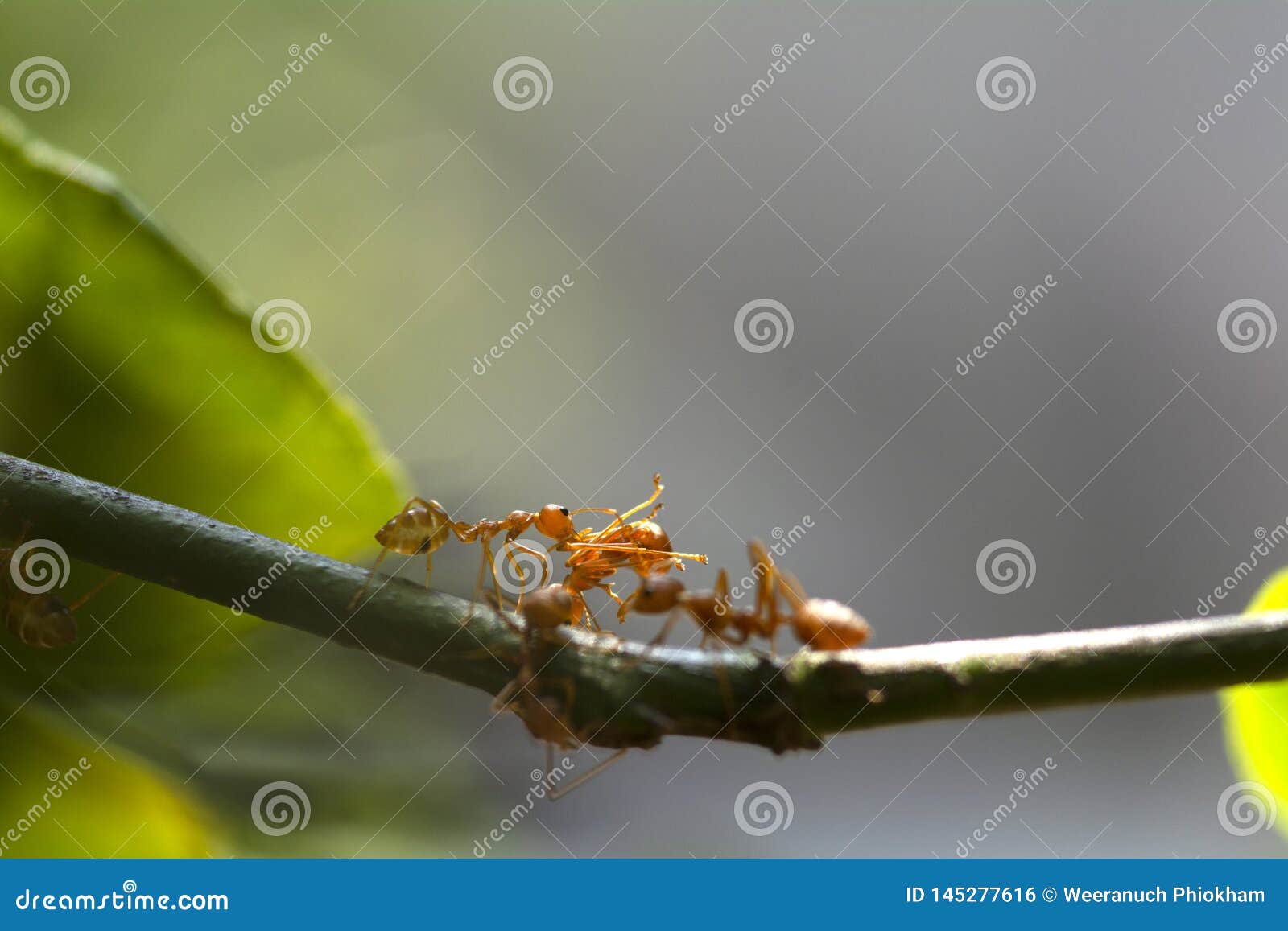 Selective Focus Team Works Red Ants Take Ant Carcass on Tree Branch ...