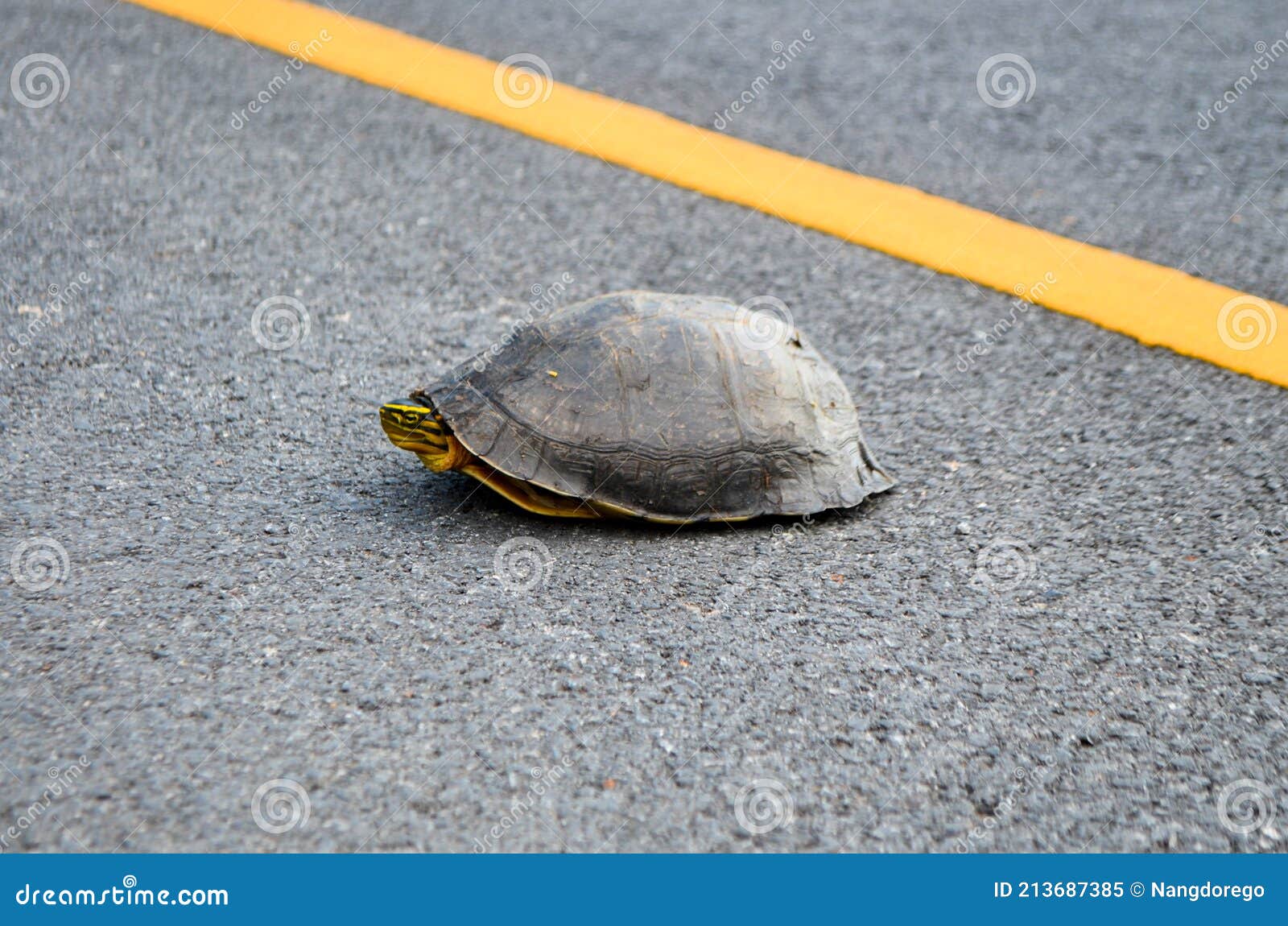 Selective Focus Thai Snapping Turtles with Leech on Shell Crossing a ...