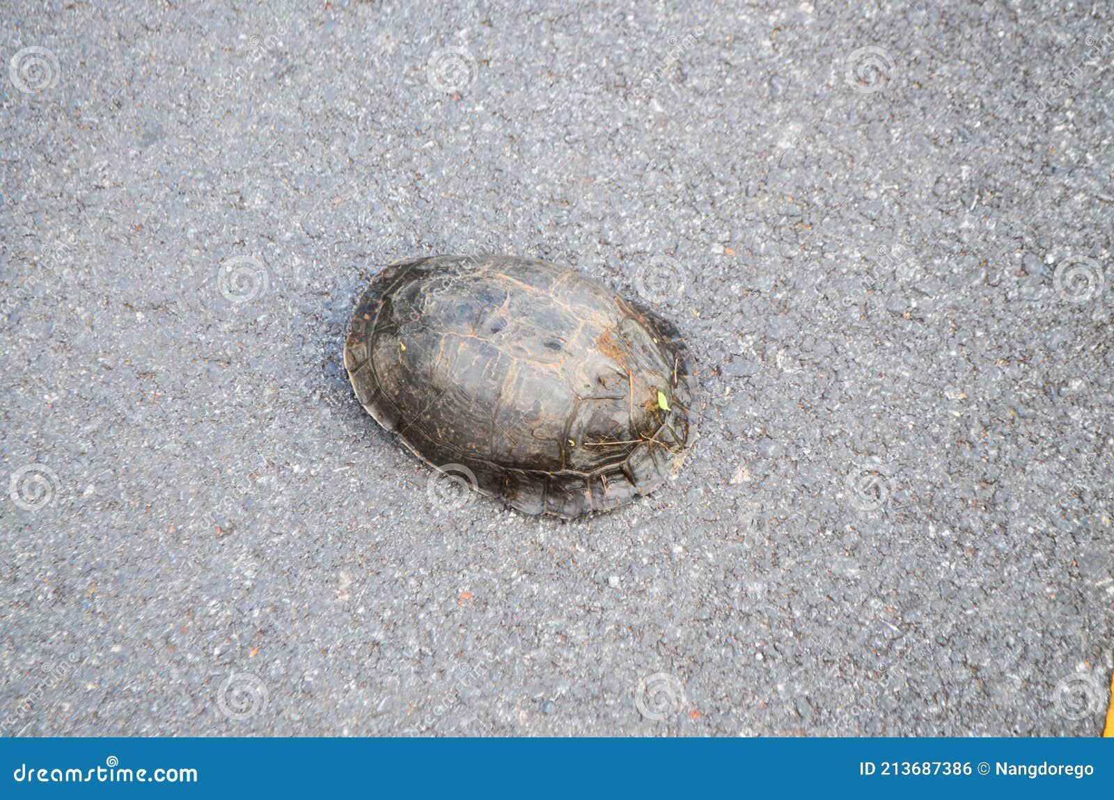 Selective Focus Thai Snapping Turtles with Leech on Shell Crossing a ...